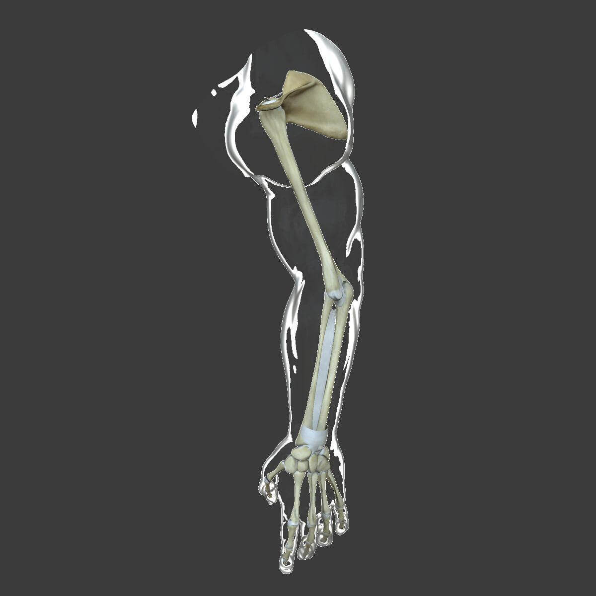 Complete Male Arm Anatomy - 3D Model by dcbittorf