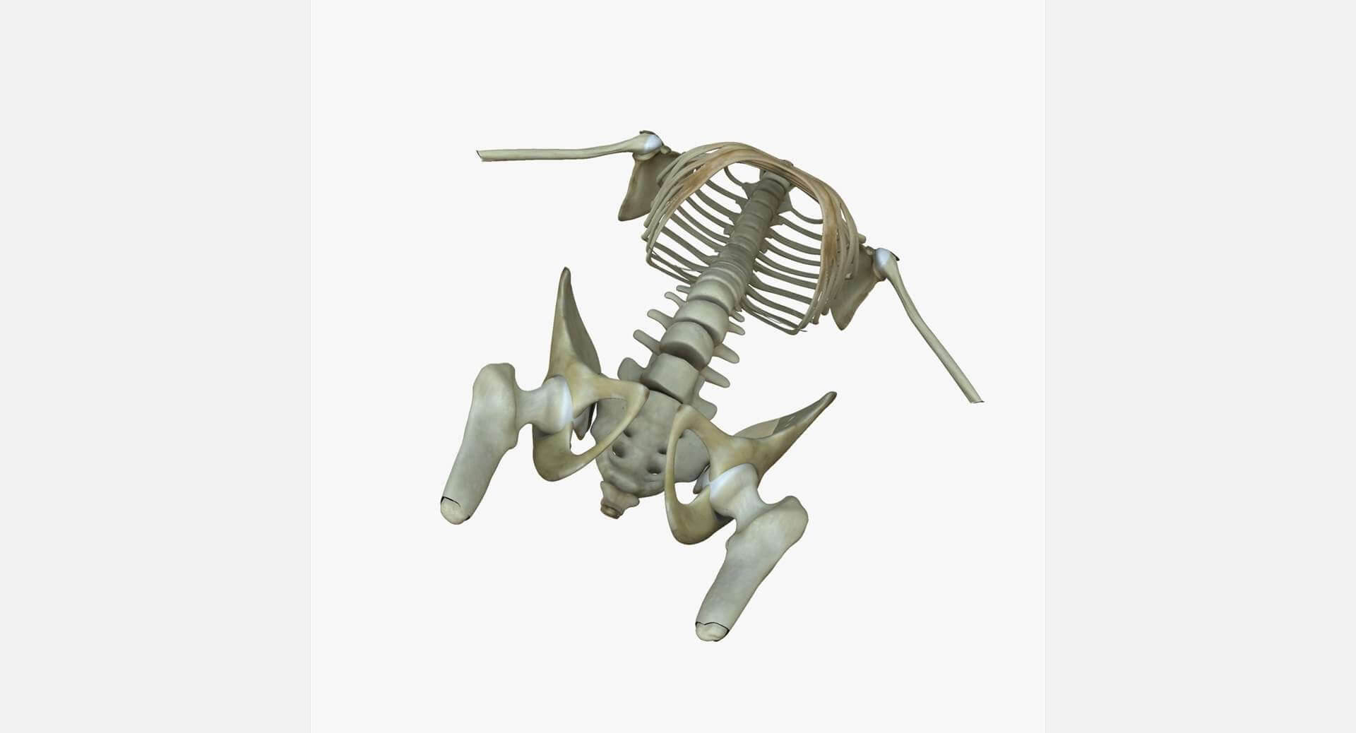 Female African American Torso Muscle Anatomy - 3D Model by dcbittorf