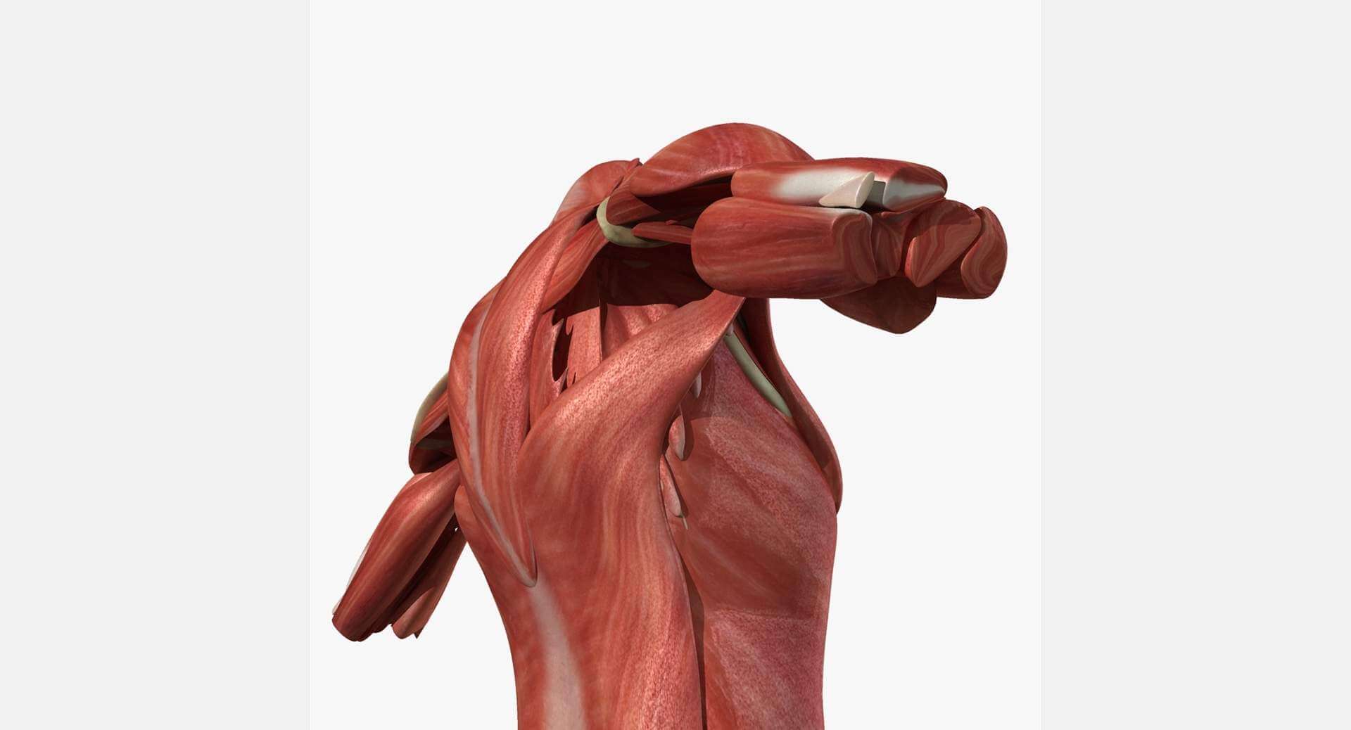 Female African American Torso Muscle Anatomy - 3D Model by dcbittorf