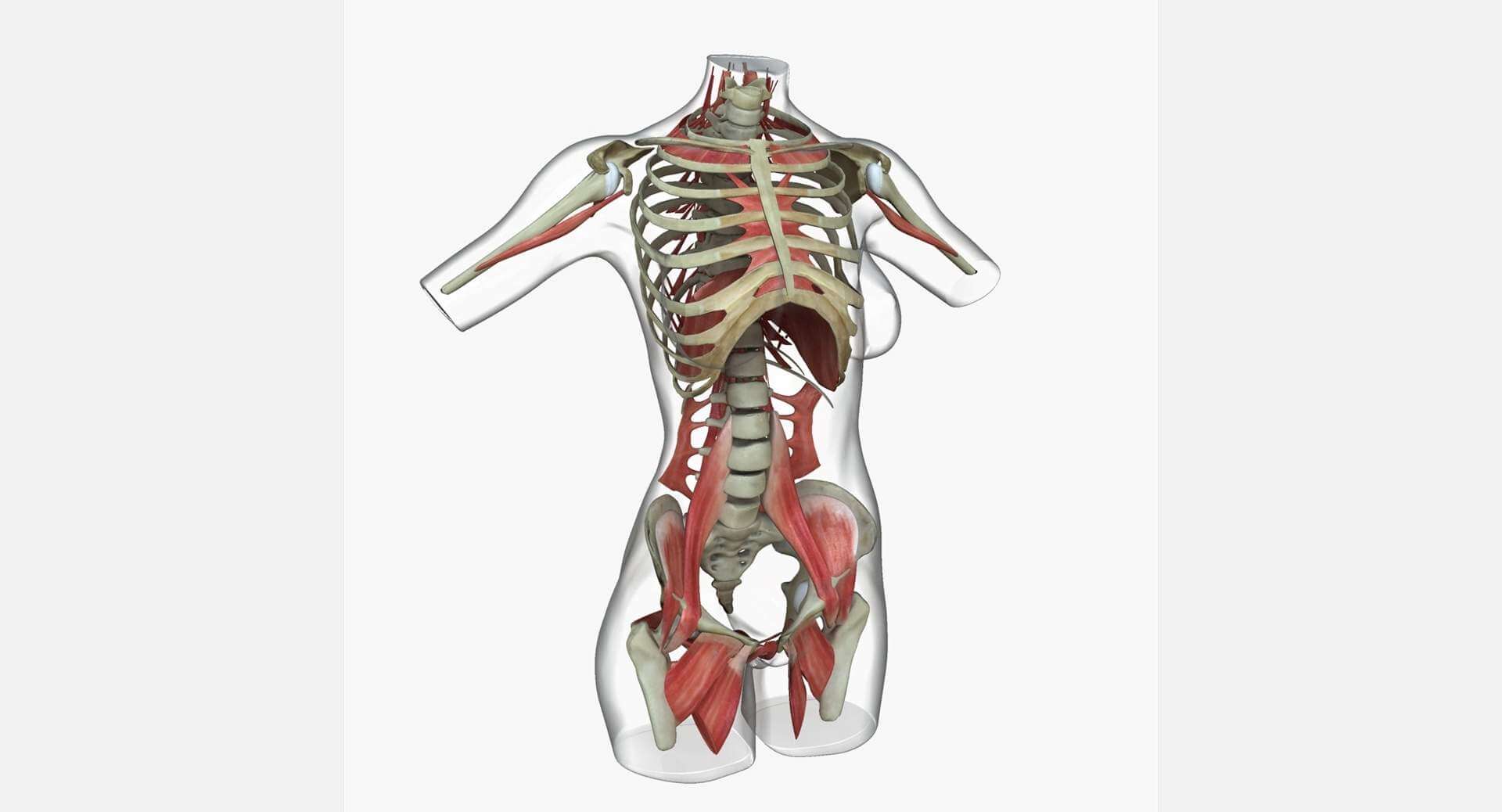 Torso Muscle Anatomy Side