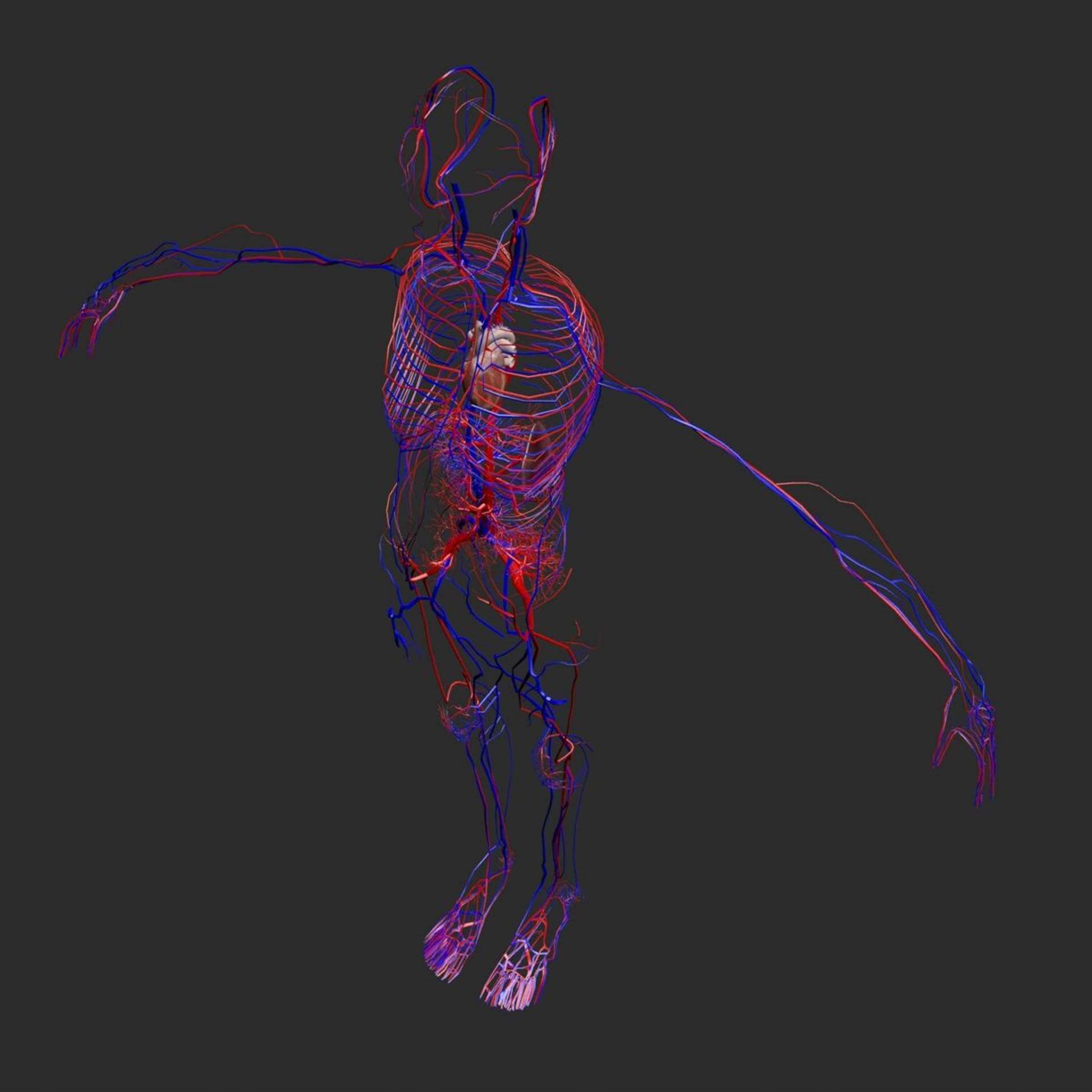 Female Circulatory System with Skeleton - 3D Model by dcbittorf