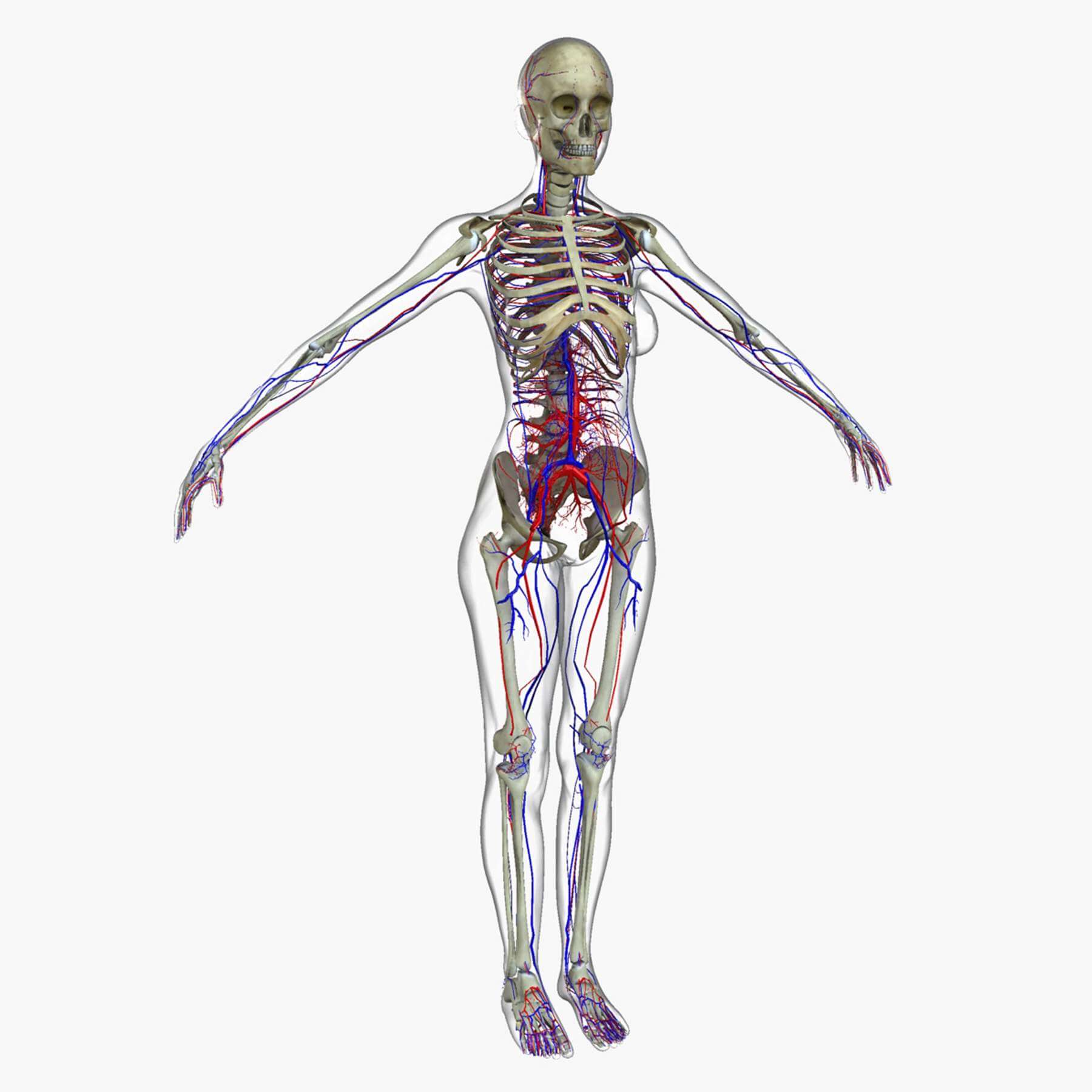Girls Full Body Picture Anatomy Hashtag Trends