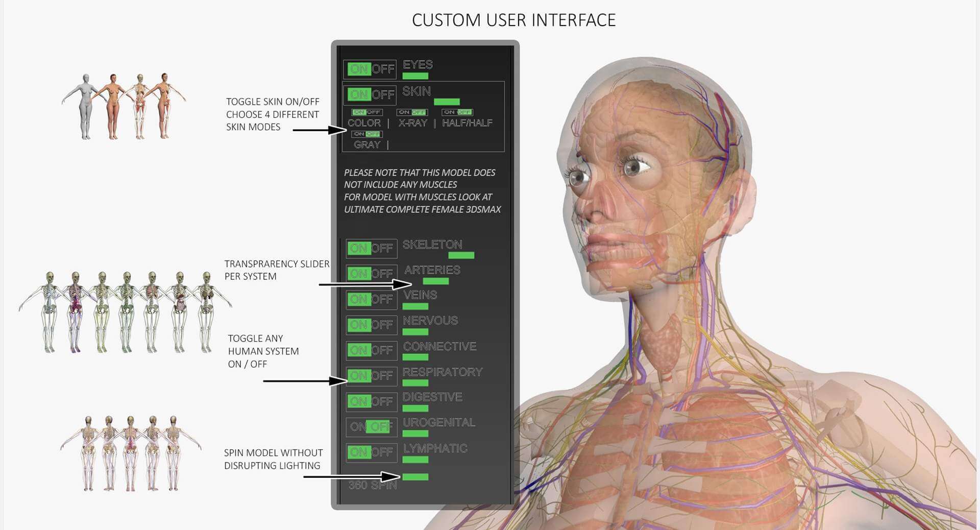 Female Full Body Anatomy 3D Model By Dcbittorf
