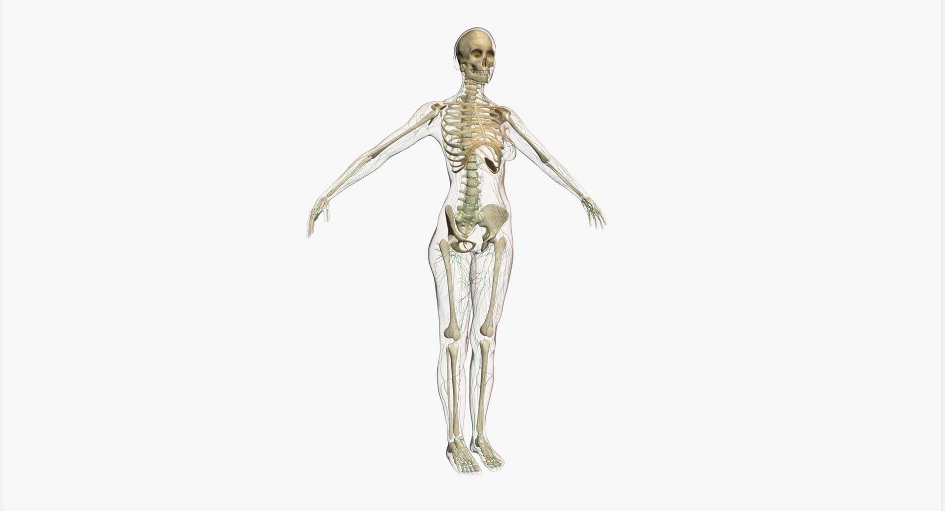 Female Full Body Anatomy - 3D Model by dcbittorf