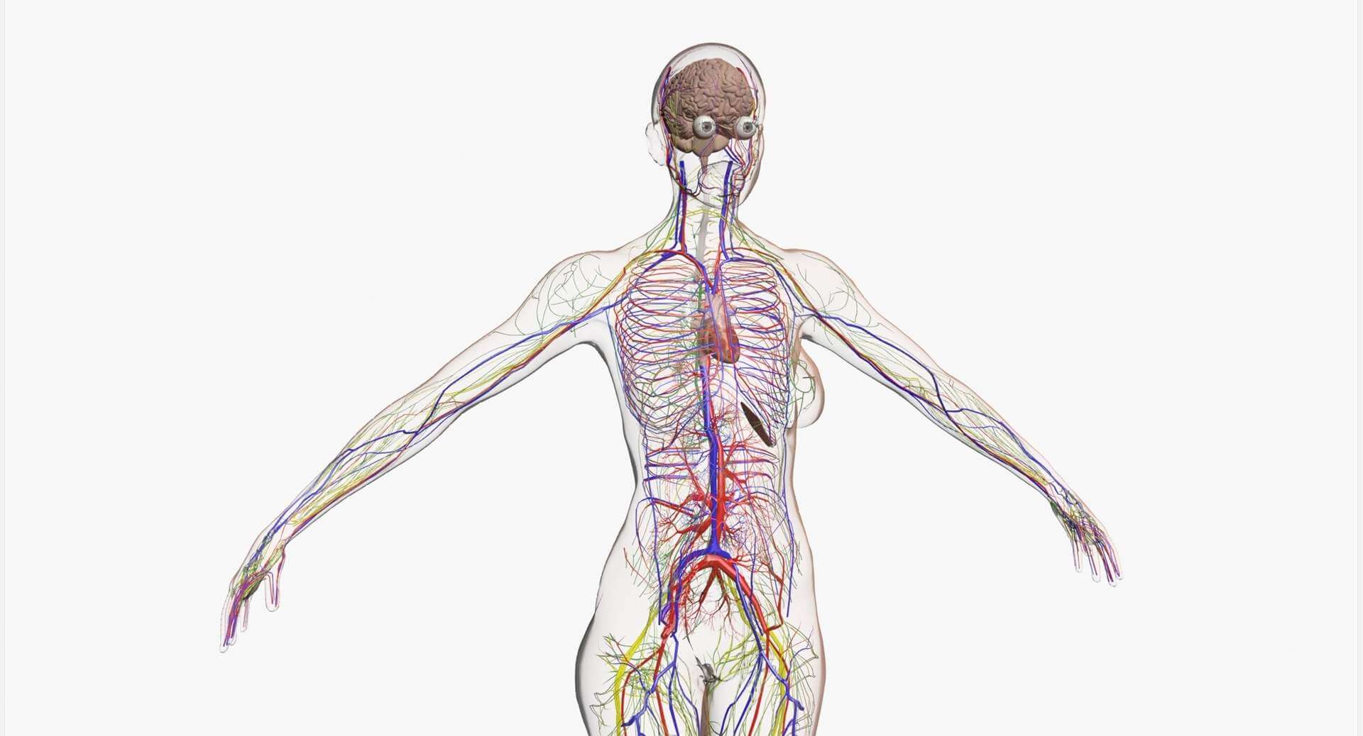 Female Full Body Anatomy - 3D Model by dcbittorf
