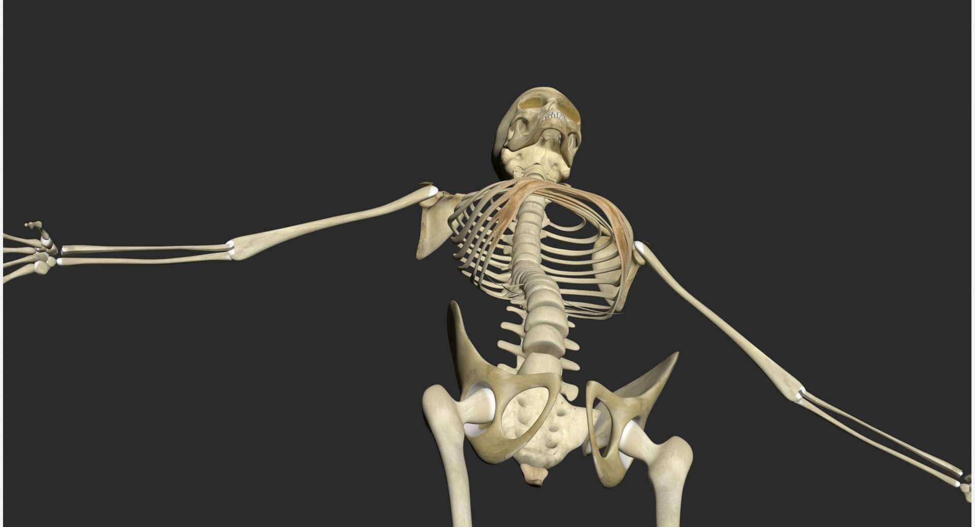 Female Full Body Anatomy - 3D Model by dcbittorf