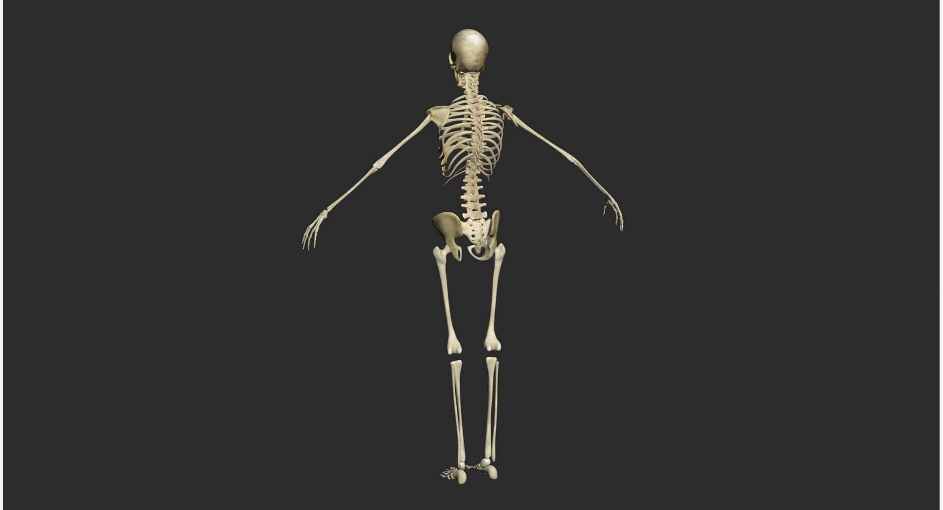 Female Full Body Anatomy - 3D Model by dcbittorf