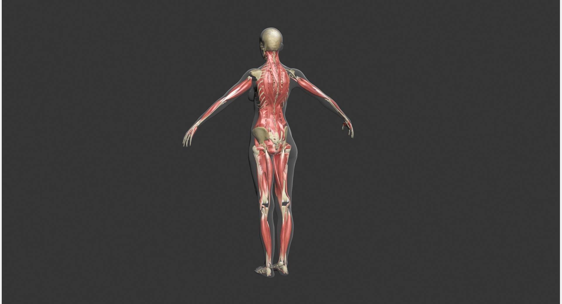 Female Muscle Anatomy 3D Model By Dcbittorf