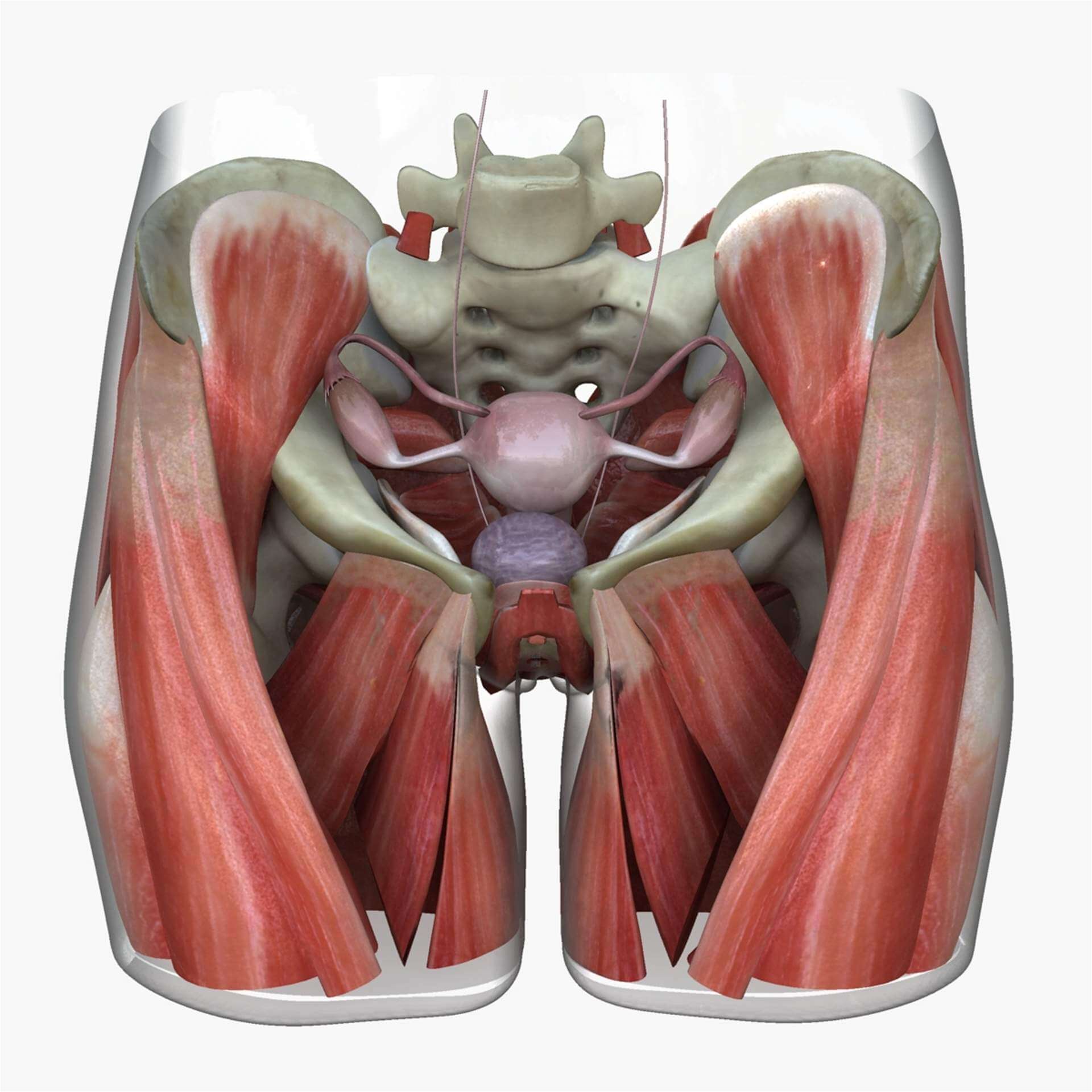 Jane Austen Nebu Caz Human Reproductive System 3d Conjunc ie R mas Circuit