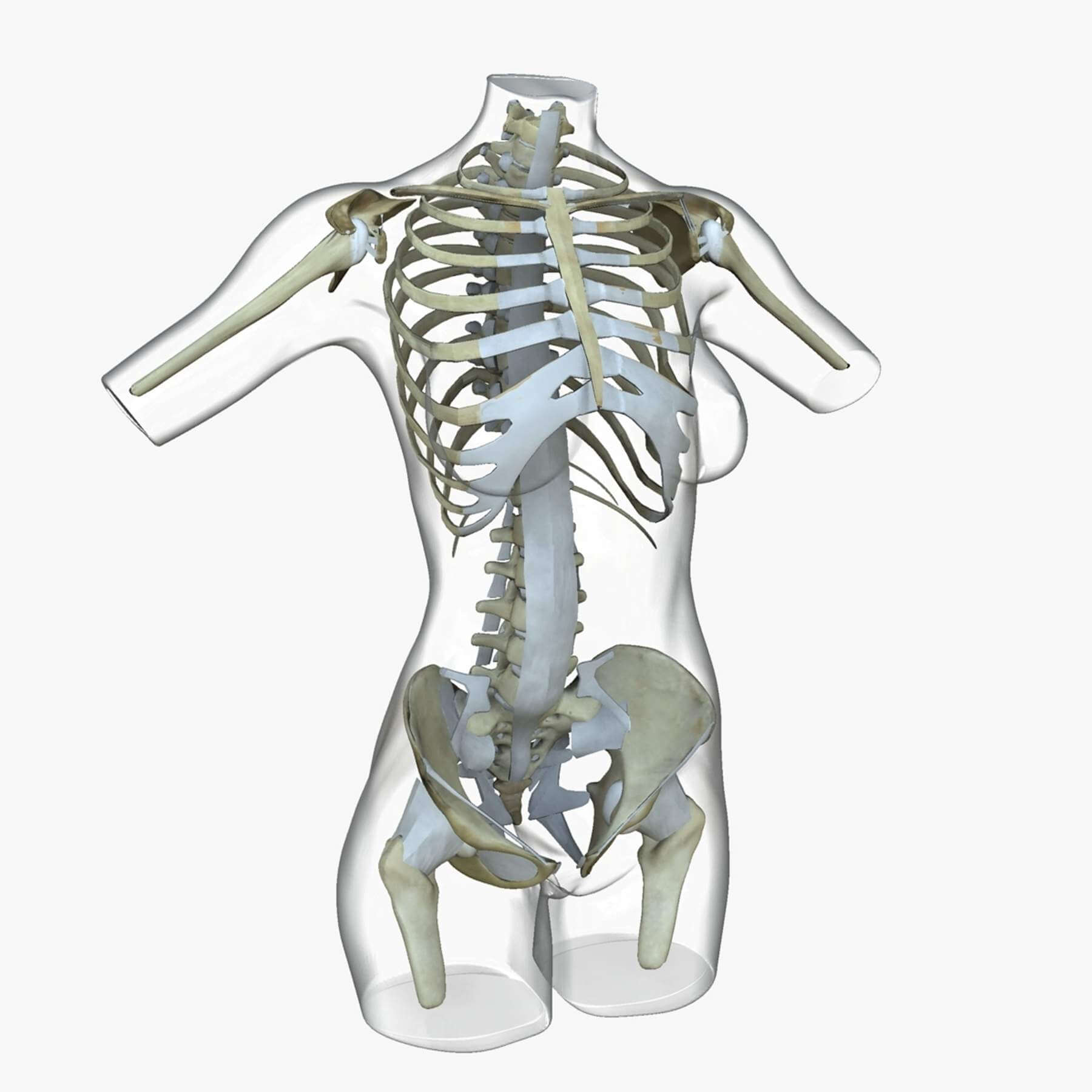 Female Torso Anatomy - 3D Model by dcbittorf