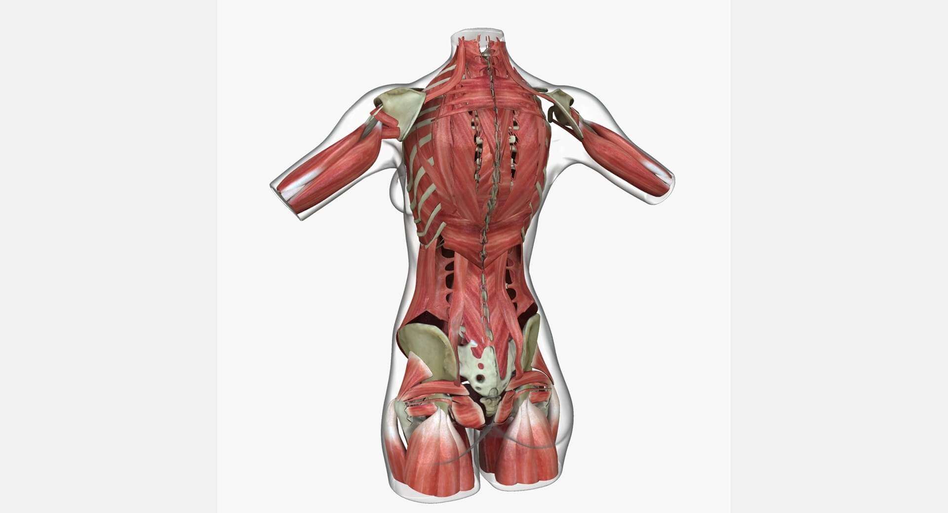 Female Torso Muscle Anatomy Combo - 3D Model by dcbittorf