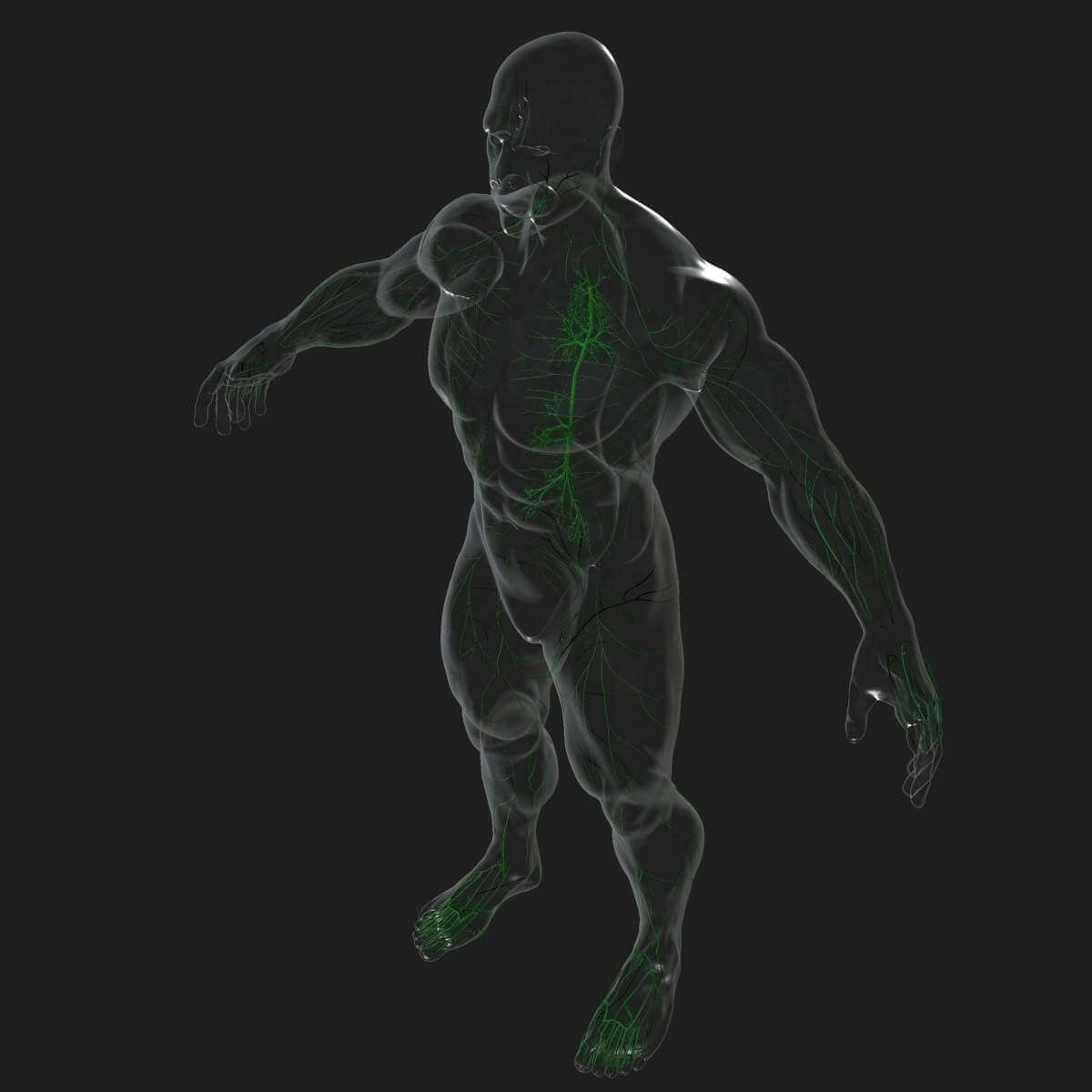 Full Body African American Anatomy Combo - 3D Model by dcbittorf
