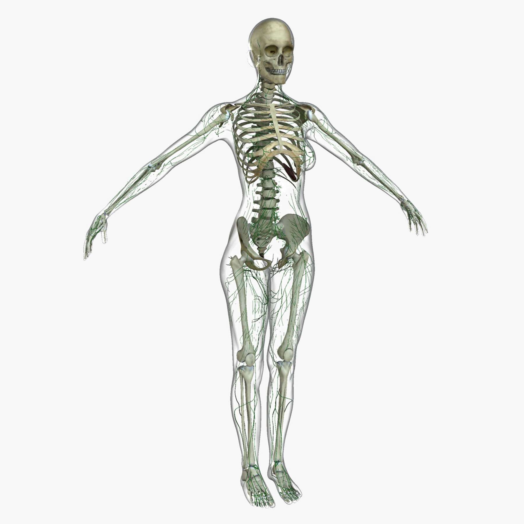 Full Body Anatomy Systems Combo - 3D Model by dcbittorf