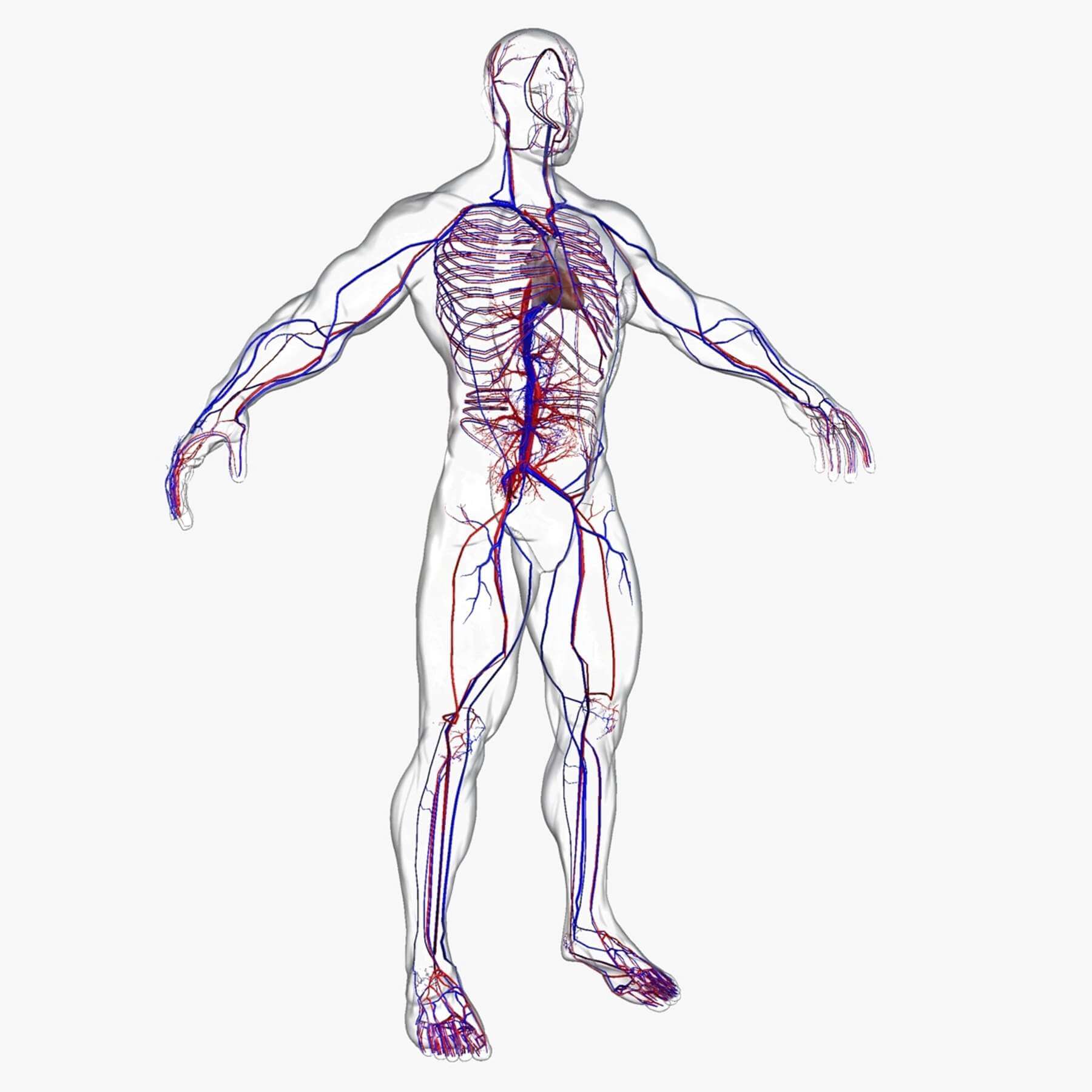 Full Body Anatomy Systems Combo - 3D Model by dcbittorf