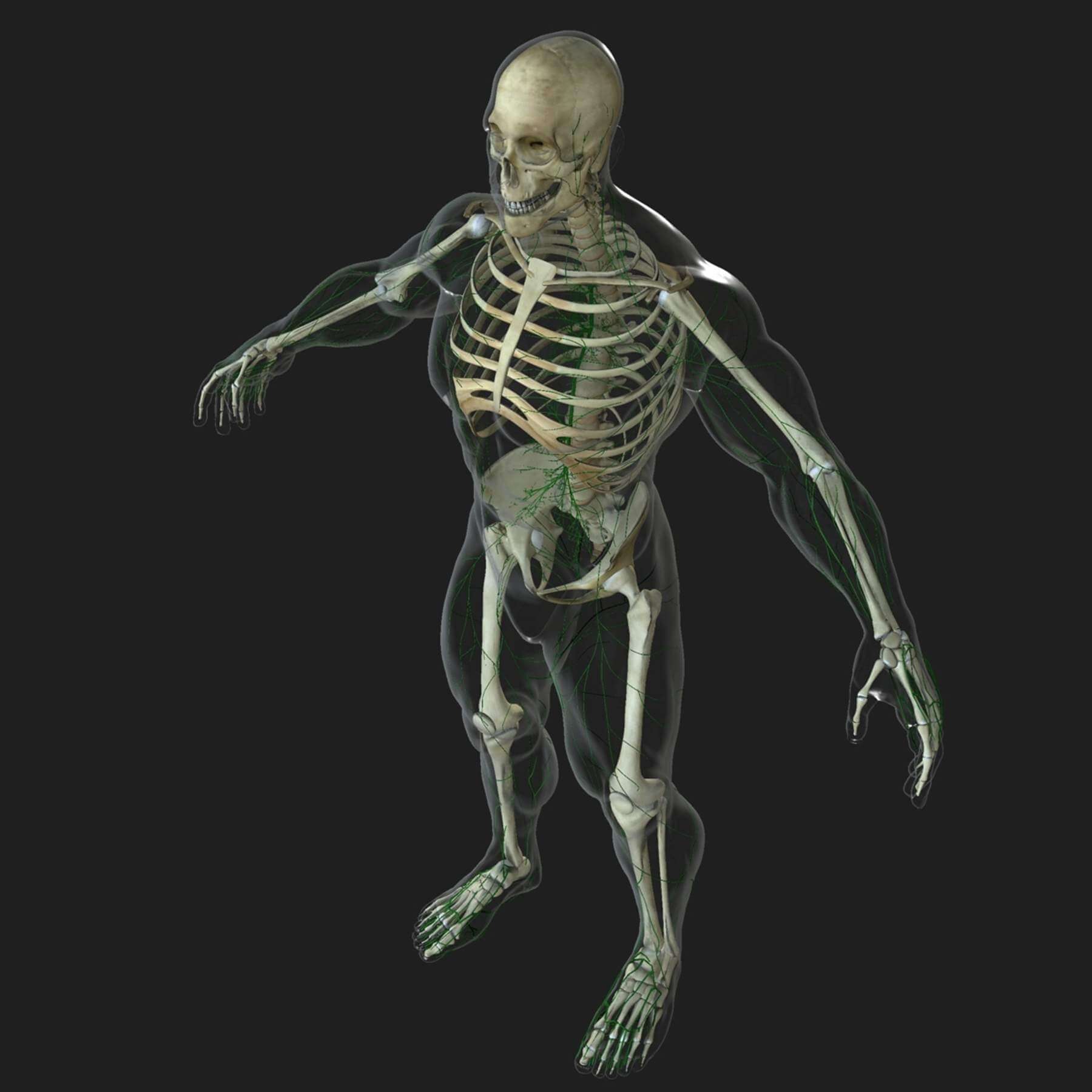 Full Body Anatomy Systems Combo - 3D Model by dcbittorf