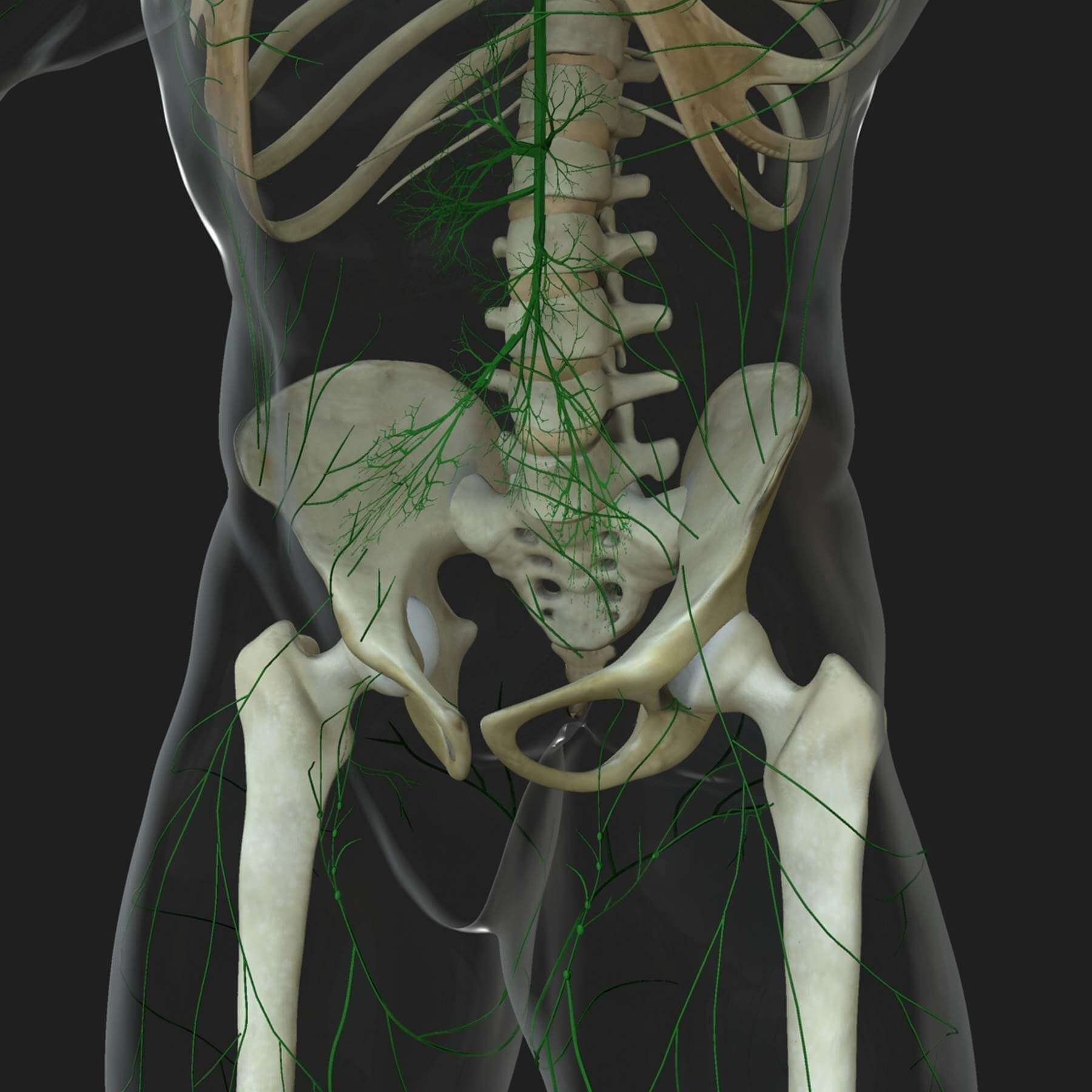 Full Body Anatomy Systems Combo - 3D Model by dcbittorf