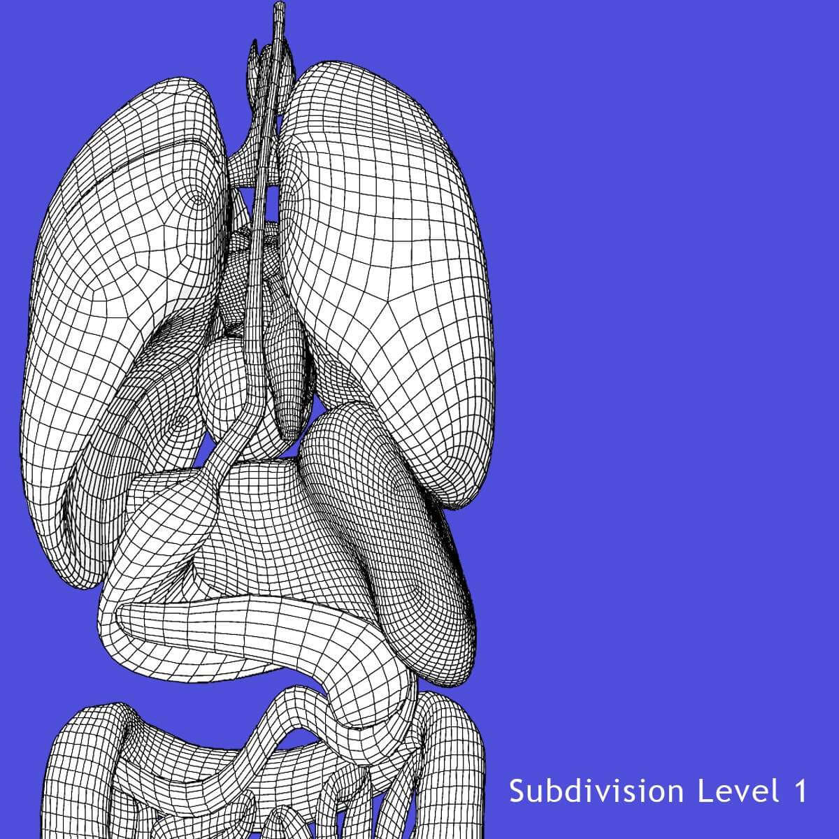 Human Anatomy Study Torso - 3D Model by dcbittorf