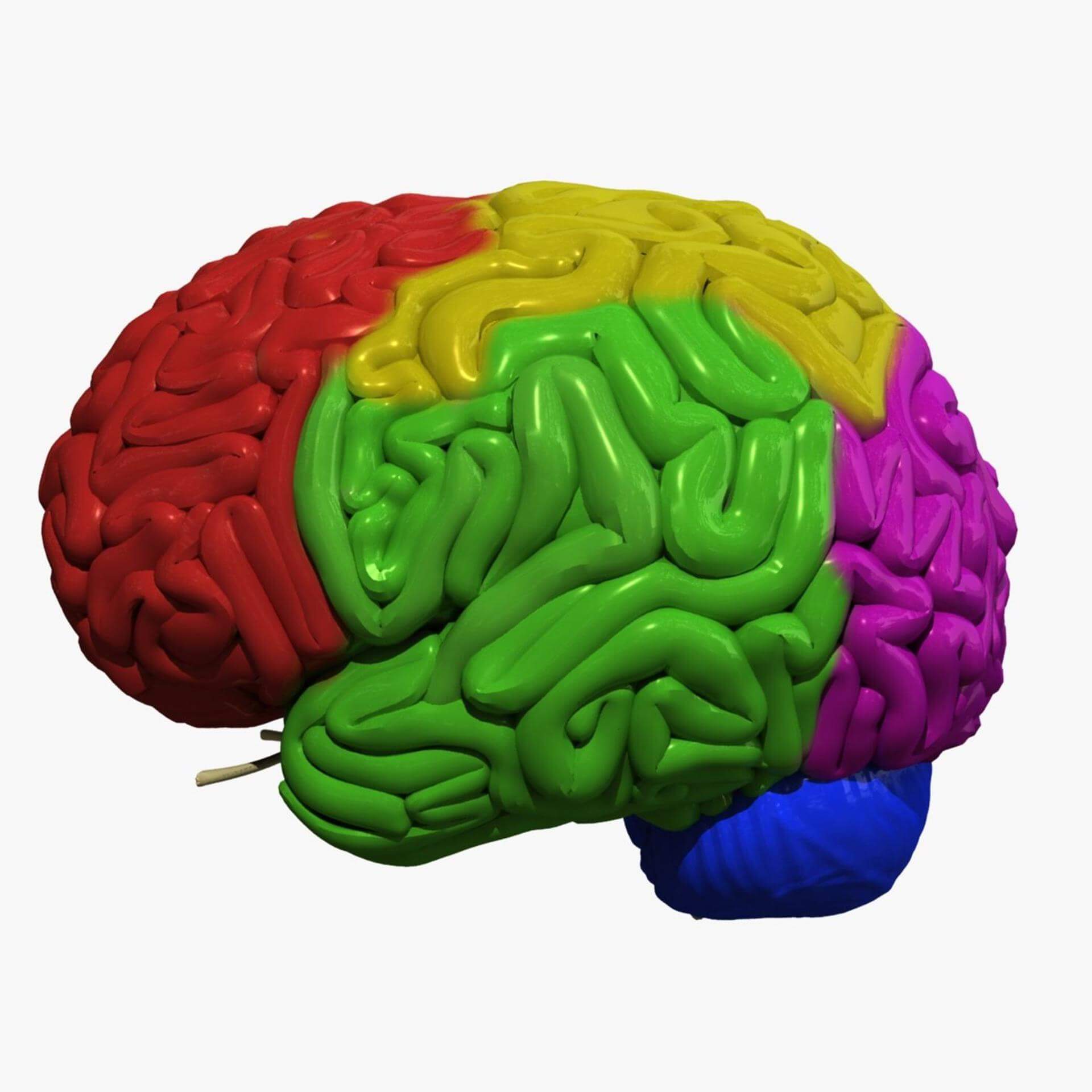 Human Brain Regions - 3D Model by dcbittorf