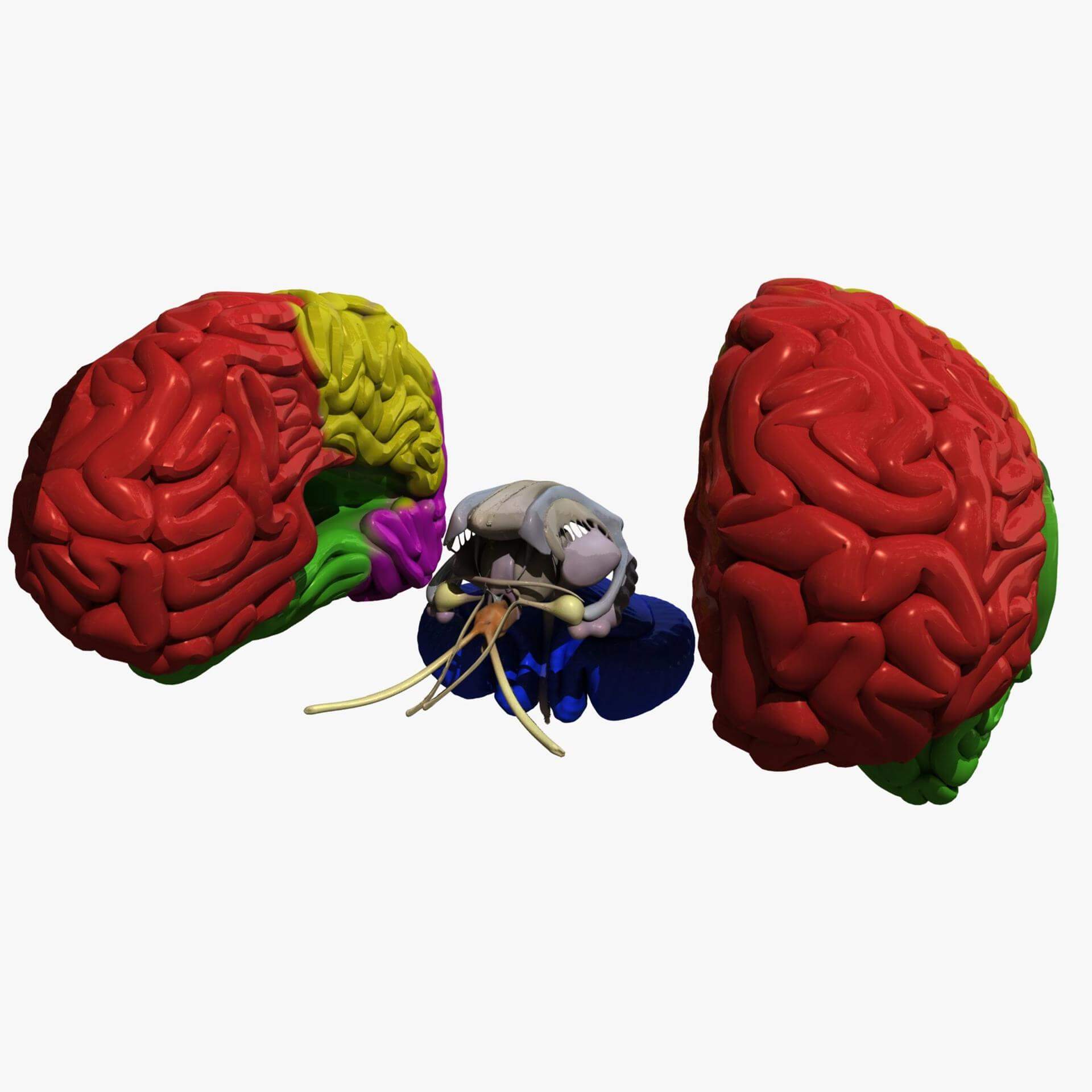 Human Brain Regions - 3D Model by dcbittorf