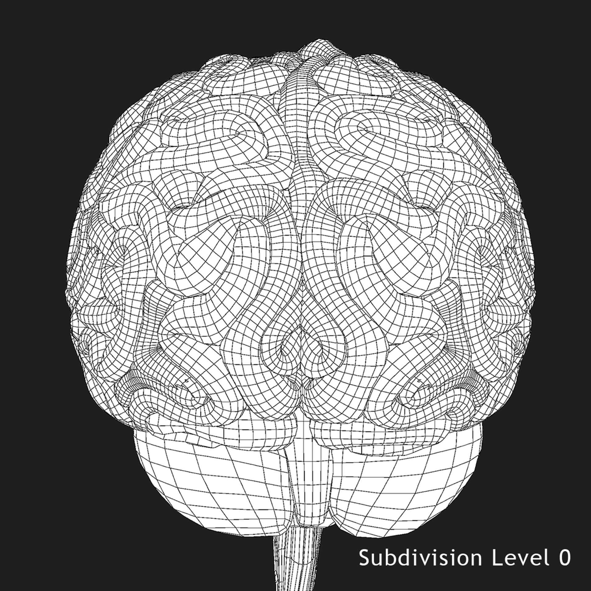 Human Brain Regions - 3D Model by dcbittorf