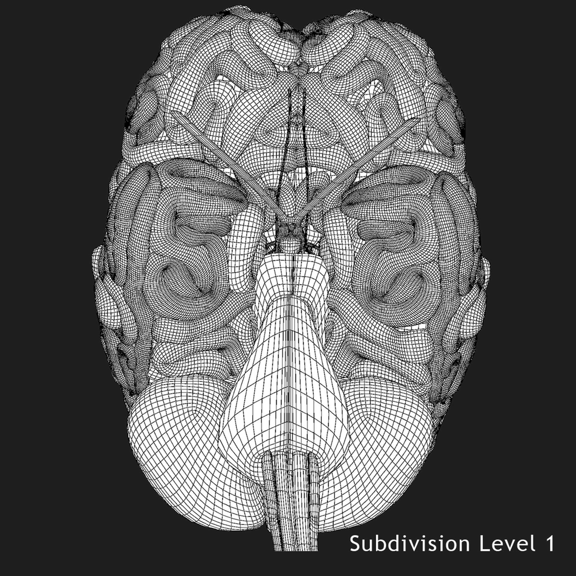 Human Brain Regions - 3D Model by dcbittorf