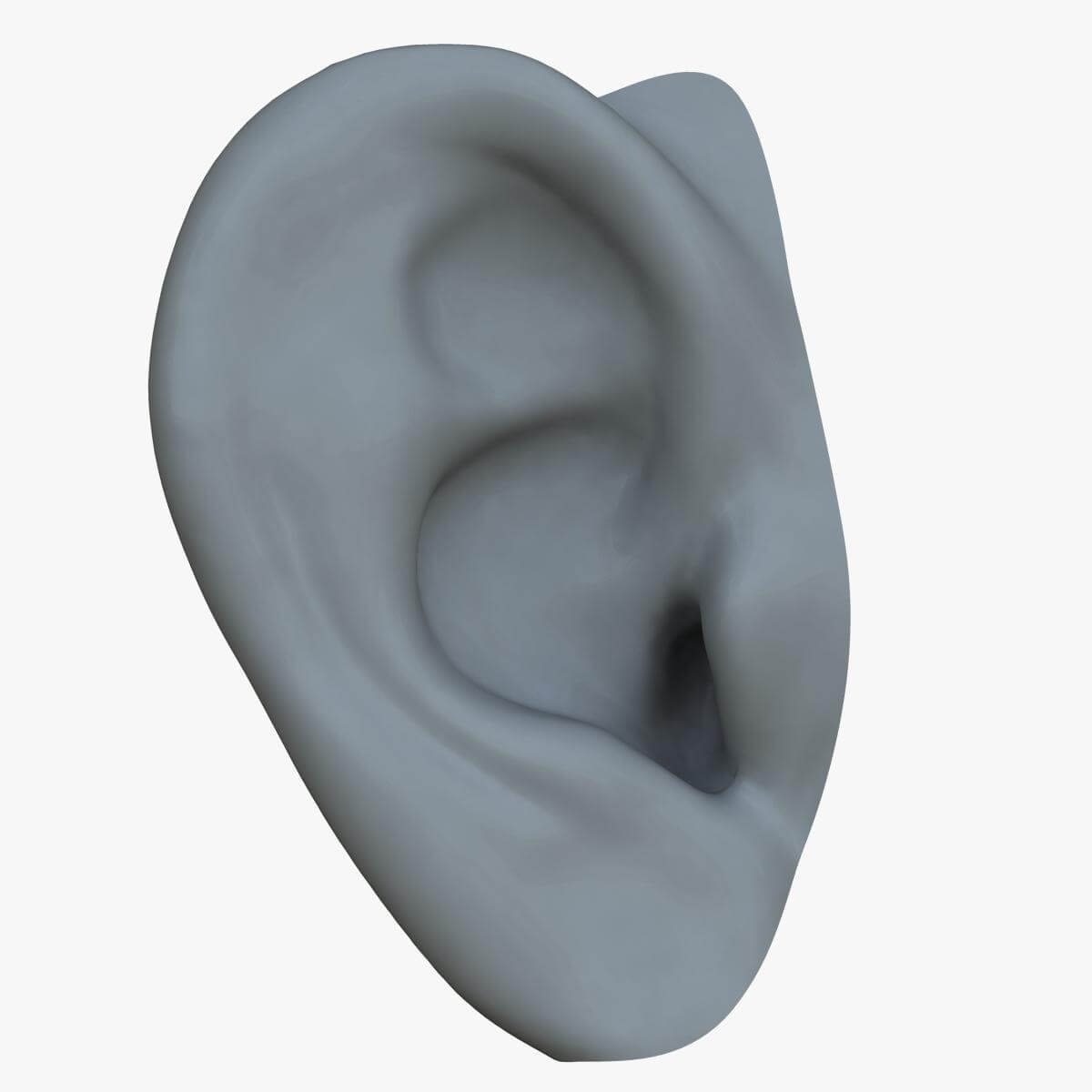 Human Ear - 3D Model by dcbittorf