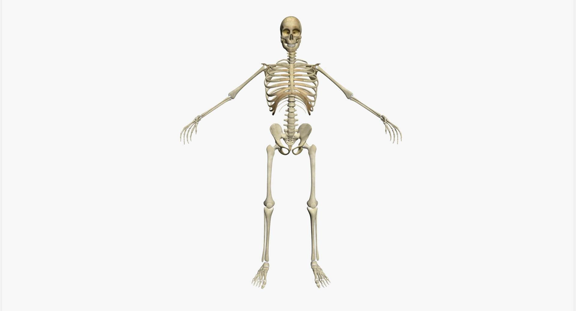 Human Male Skeleton - 3D Model by dcbittorf