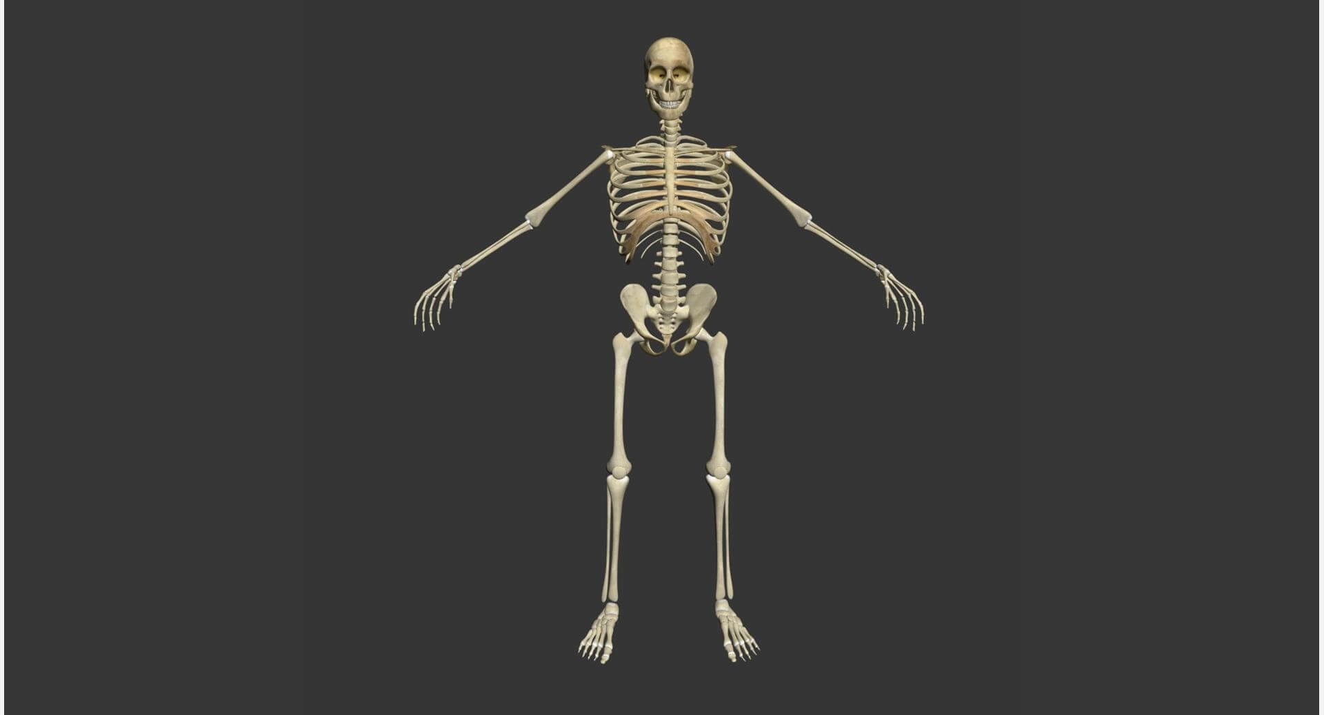 Human Male Skeleton - 3D Model by dcbittorf