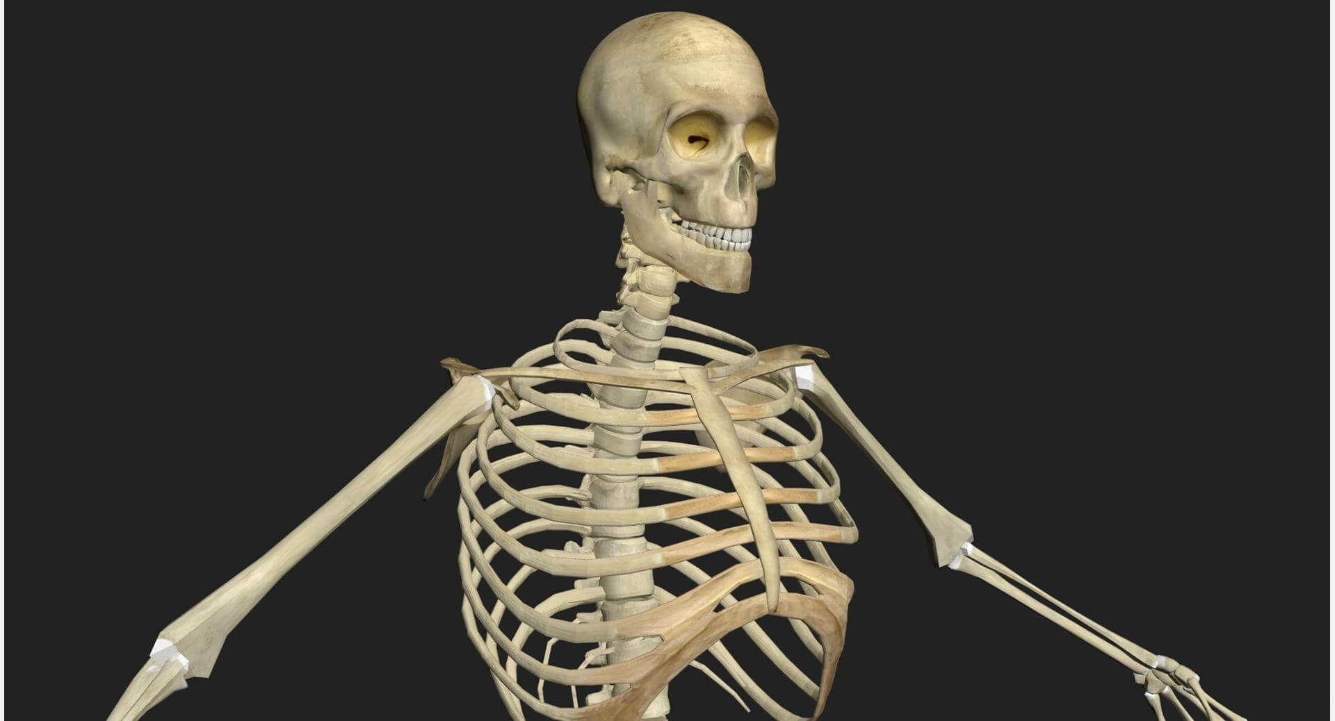 Human Male Skeleton - 3D Model by dcbittorf