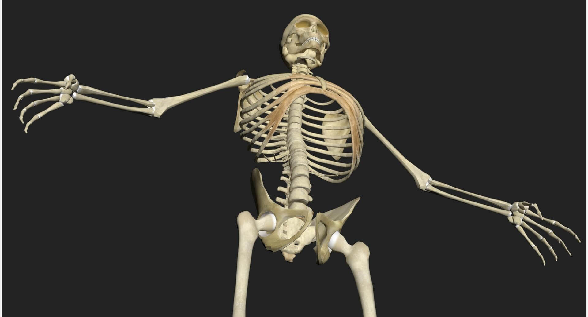 Human Male Skeleton - 3D Model by dcbittorf