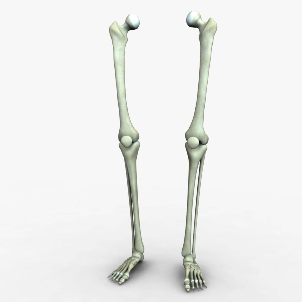 Human Skeleton Legs 3D Model By Dcbittorf Human Skeleton Legs 3D Model By Dcbittorf
