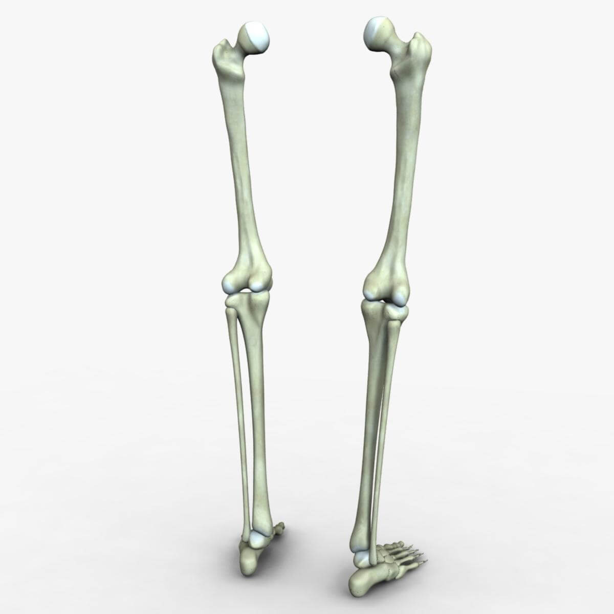 Human Skeleton Legs - 3D Model by dcbittorf