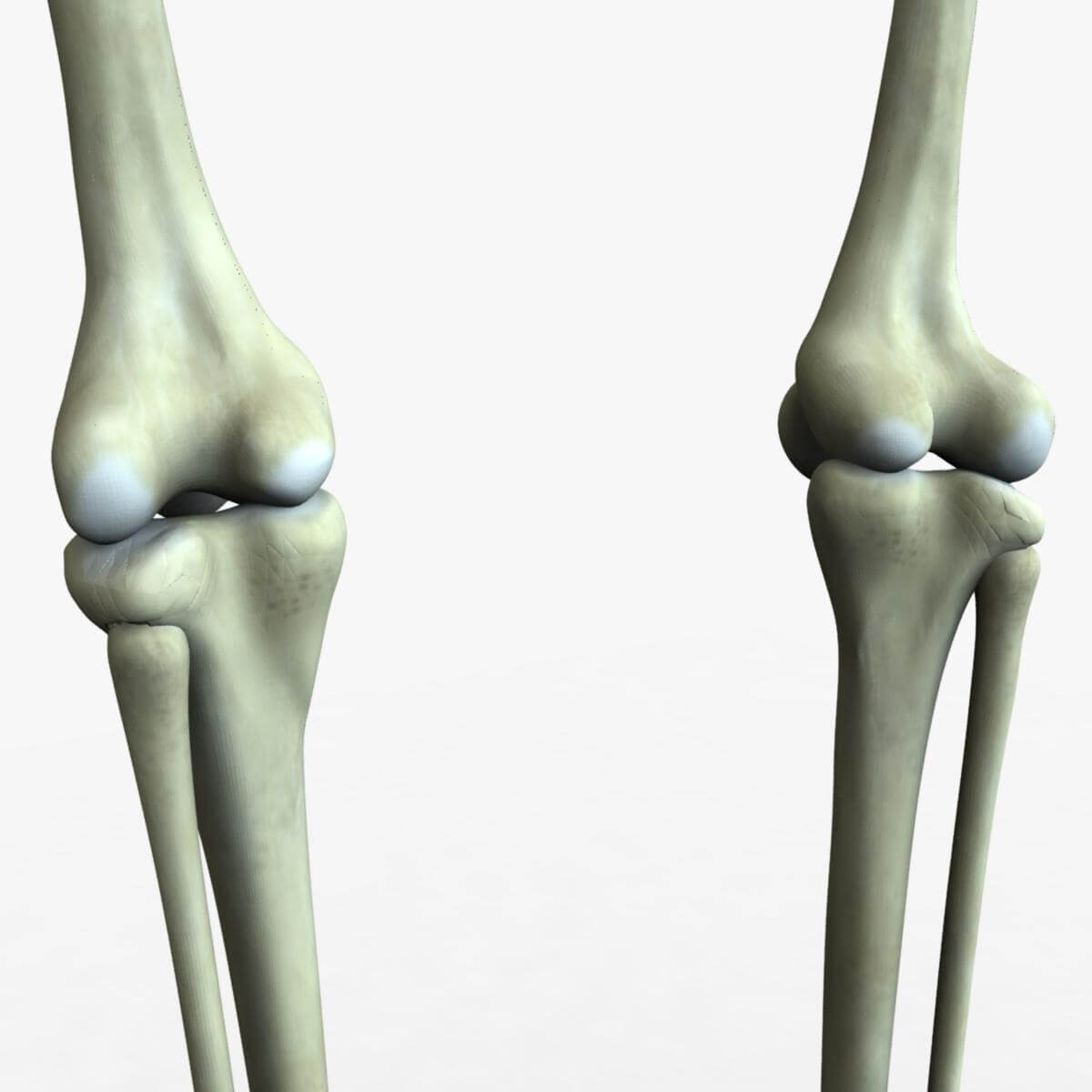 Human Skeleton Legs - 3D Model by dcbittorf
