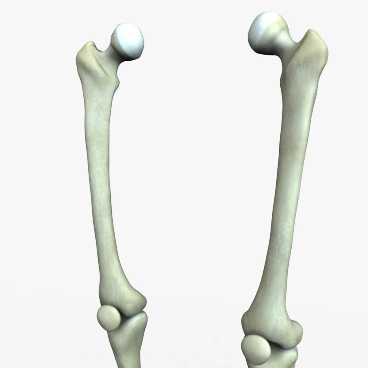 Human Skeleton Legs - 3D Model by dcbittorf