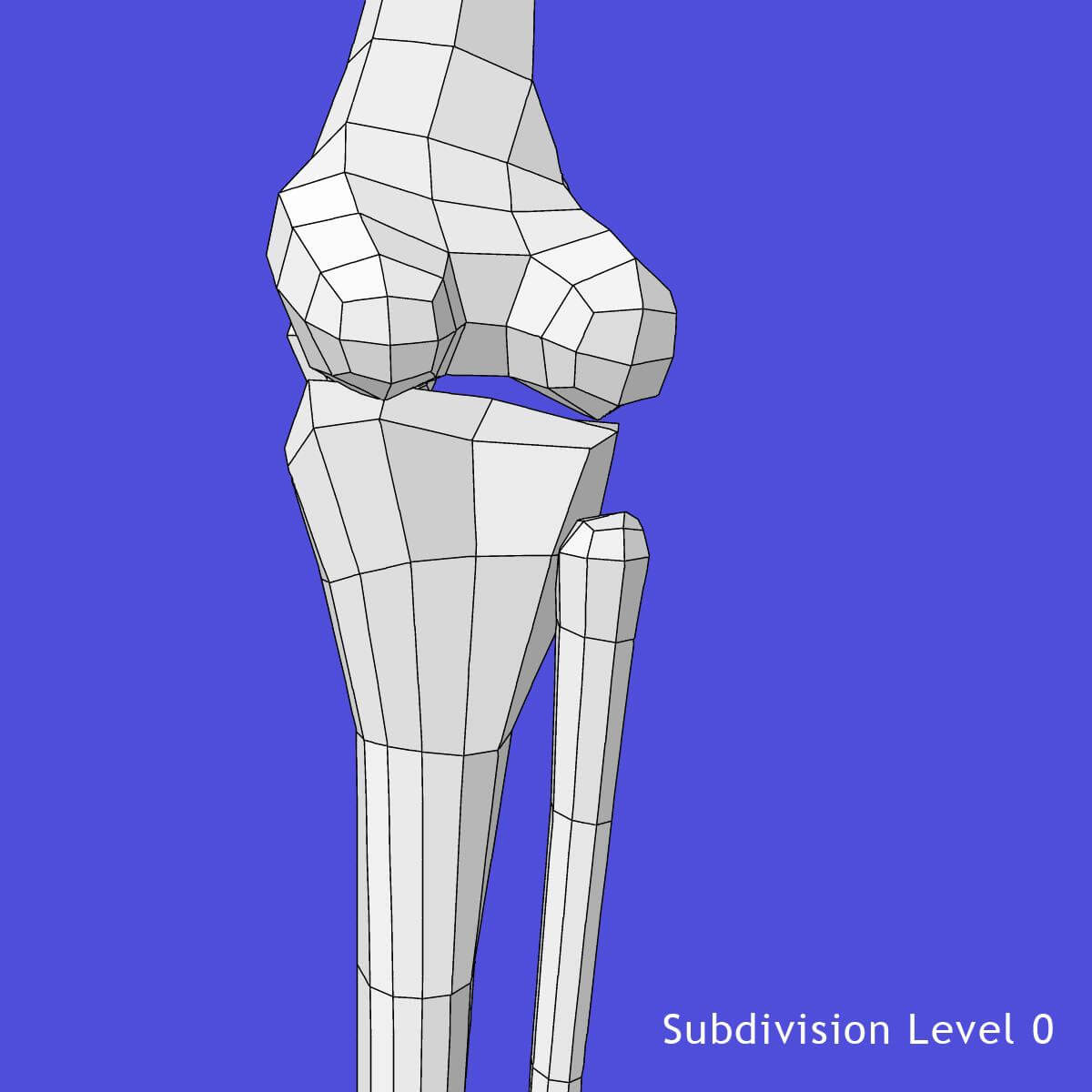 Human Skeleton Legs - 3D Model by dcbittorf