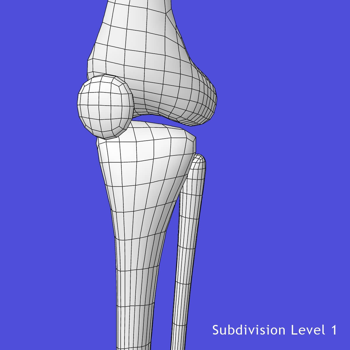 Human Skeleton Legs - 3D Model by dcbittorf