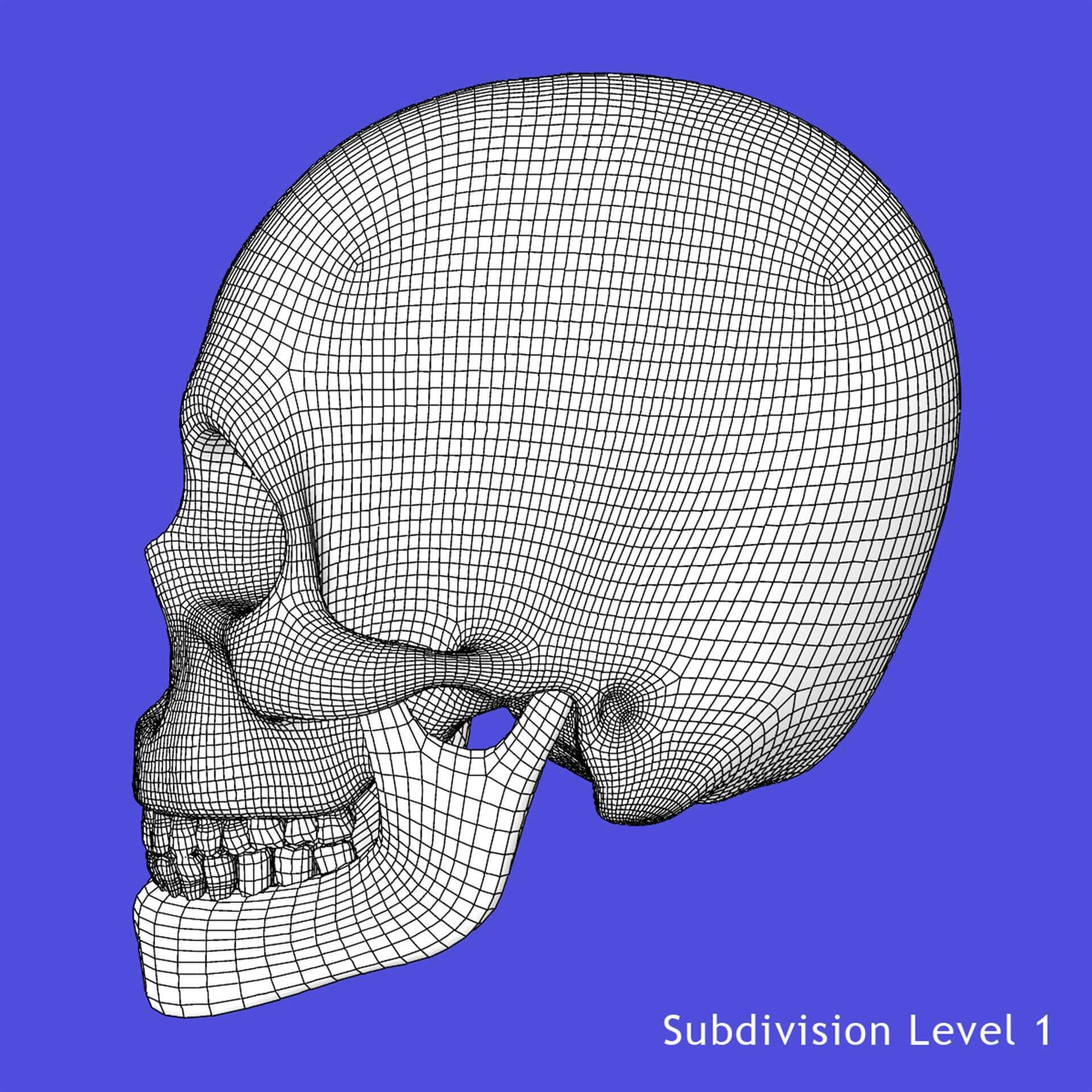 Human Skeleton with Organs - 3D Model by dcbittorf