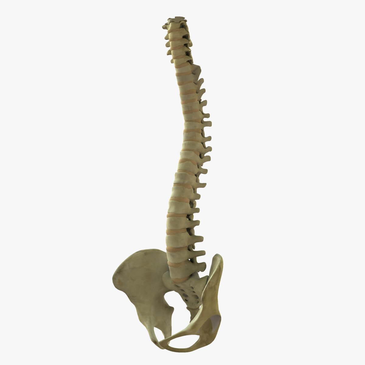 Skeleton Human Back Bones Overview Of Skeleton Learn Skeleton Anatomy 