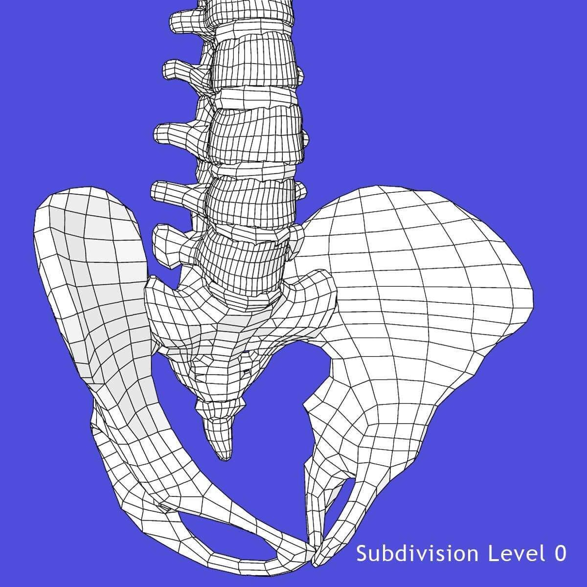 Human Spine and Pelvis - 3D Model by dcbittorf