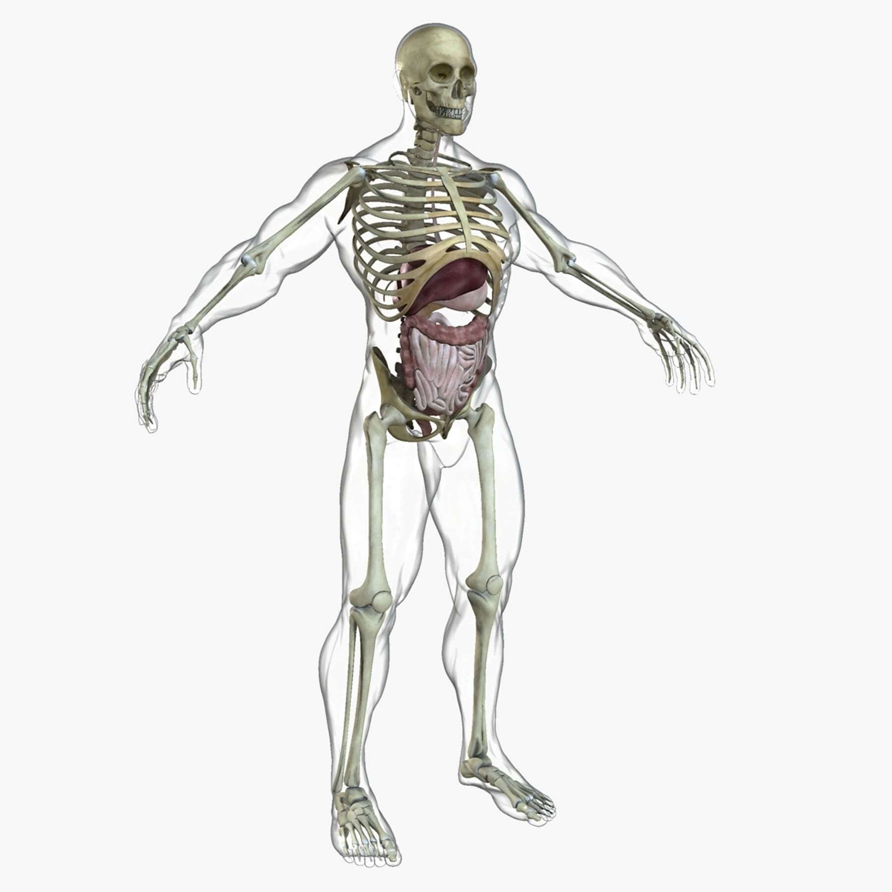 Male Full Body Anatomy - 3D Model by dcbittorf