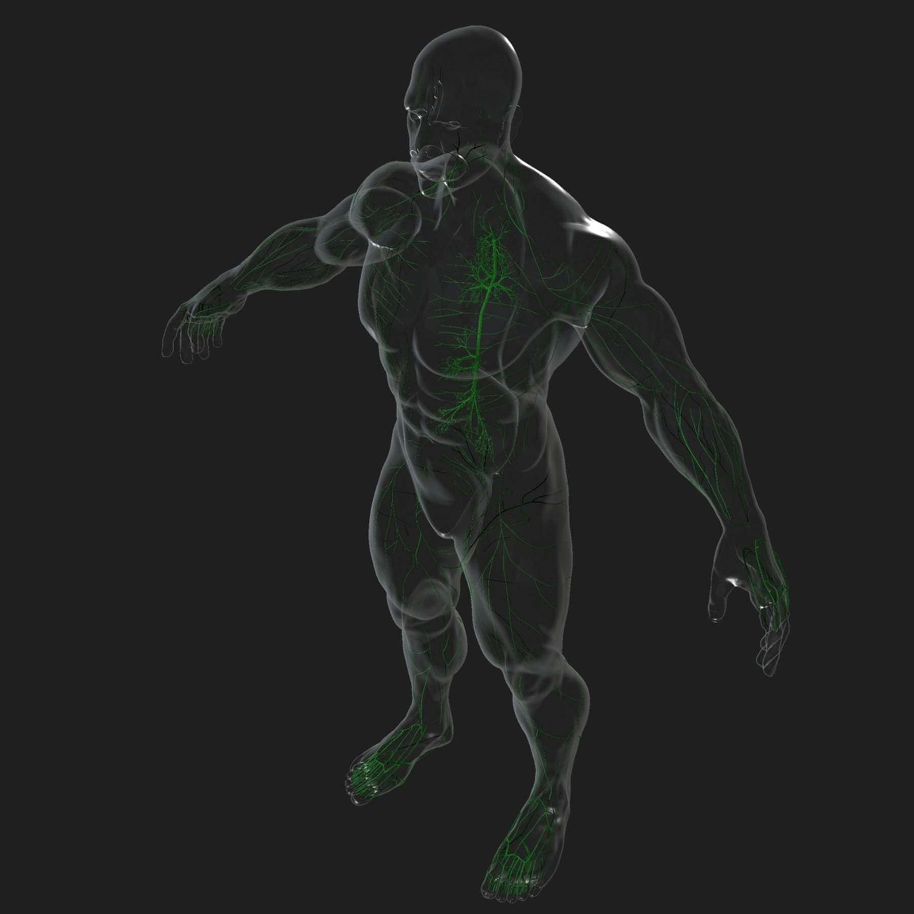 Male Full Body Anatomy - 3D Model by dcbittorf