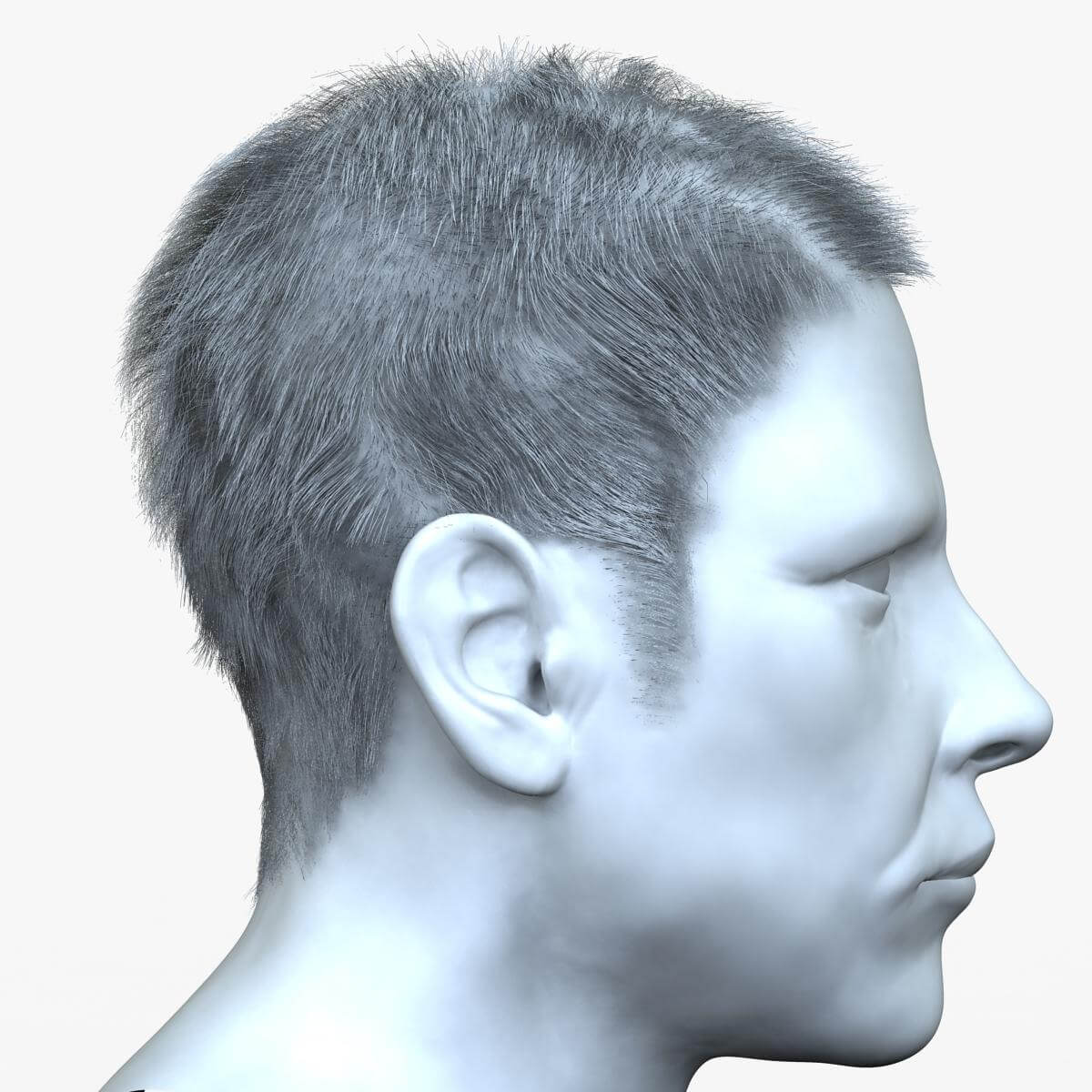 Male Hair - 3D Model by dcbittorf