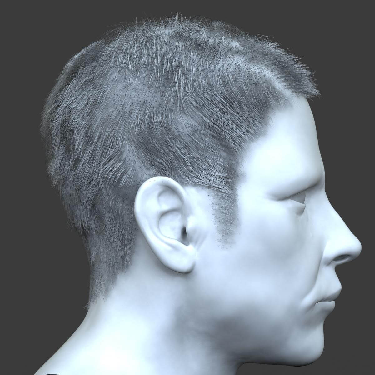 Male Hair - 3D Model by dcbittorf