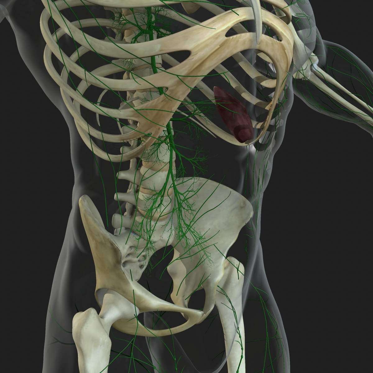 Male Lymphatic System with Skeleton - 3D Model by dcbittorf