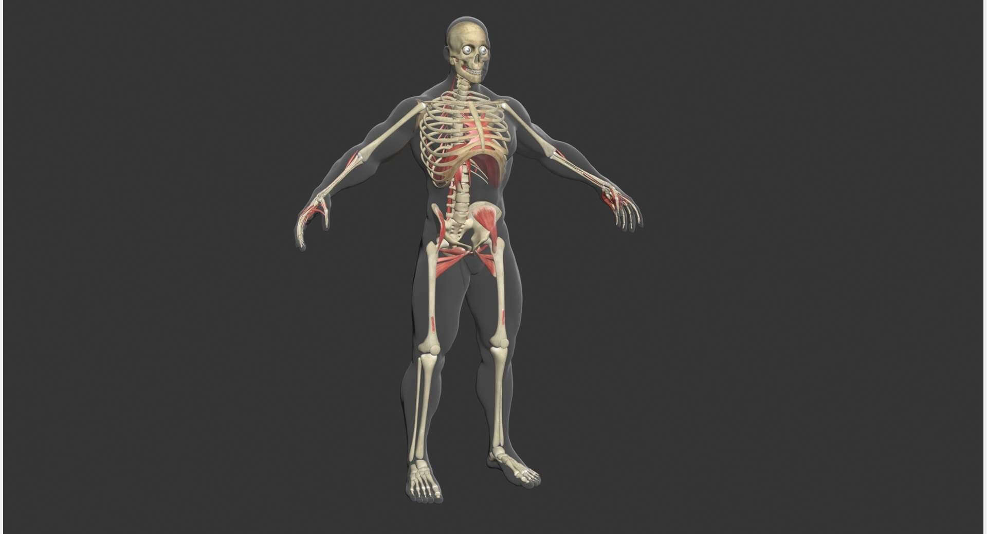 Male Muscle Anatomy - 3D Model by dcbittorf