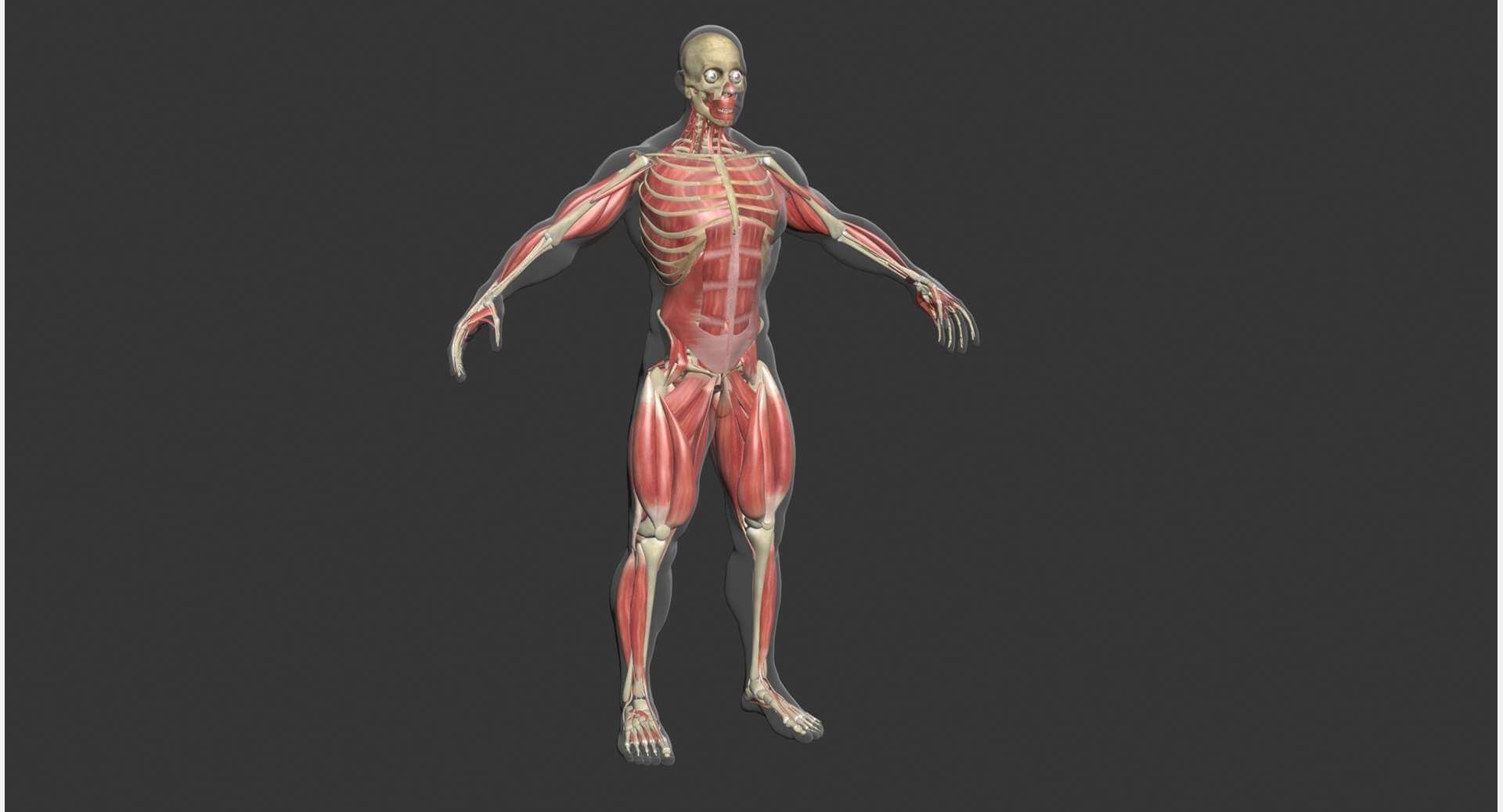 Male Muscle Anatomy - 3D Model by dcbittorf