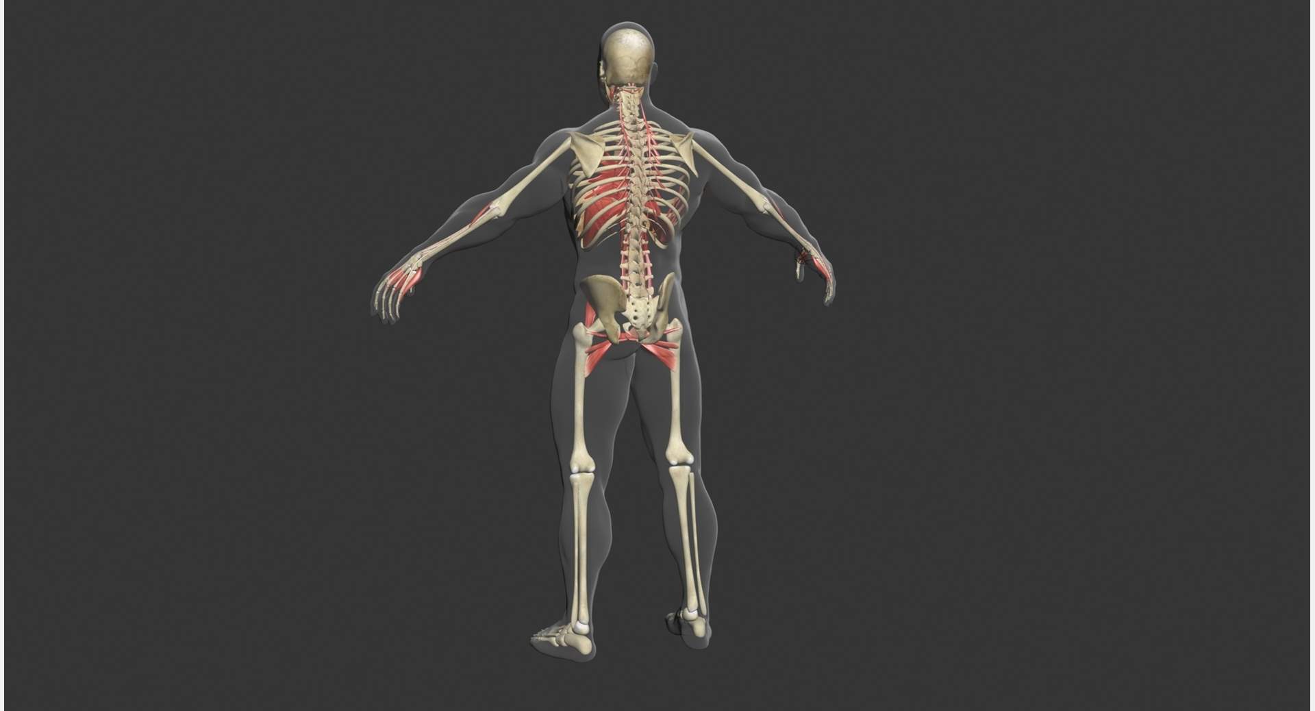 Male Muscle Anatomy - 3D Model by dcbittorf
