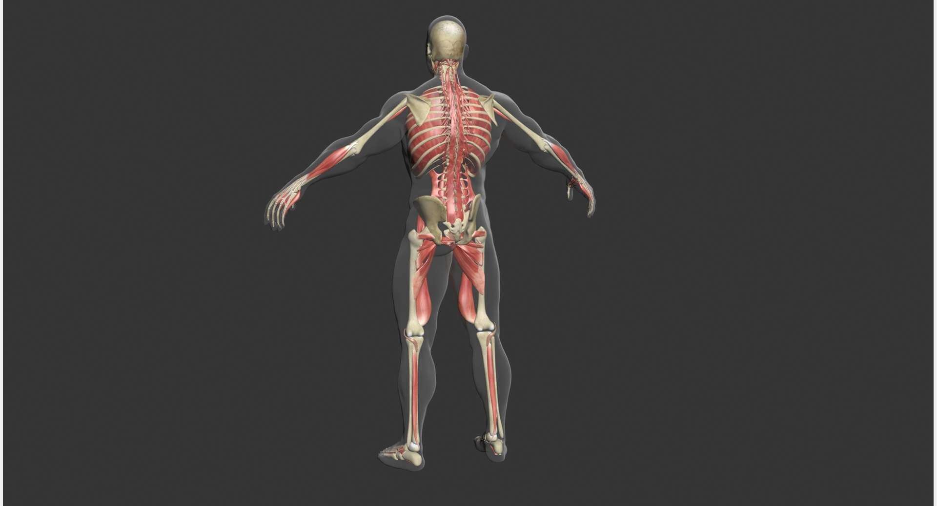 Male Muscle Anatomy - 3D Model by dcbittorf