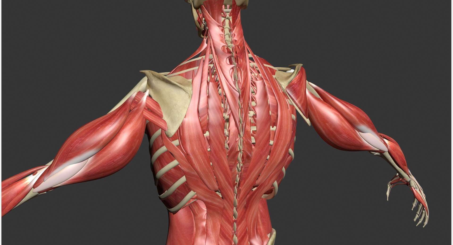 Male Muscle Anatomy - 3D Model by dcbittorf