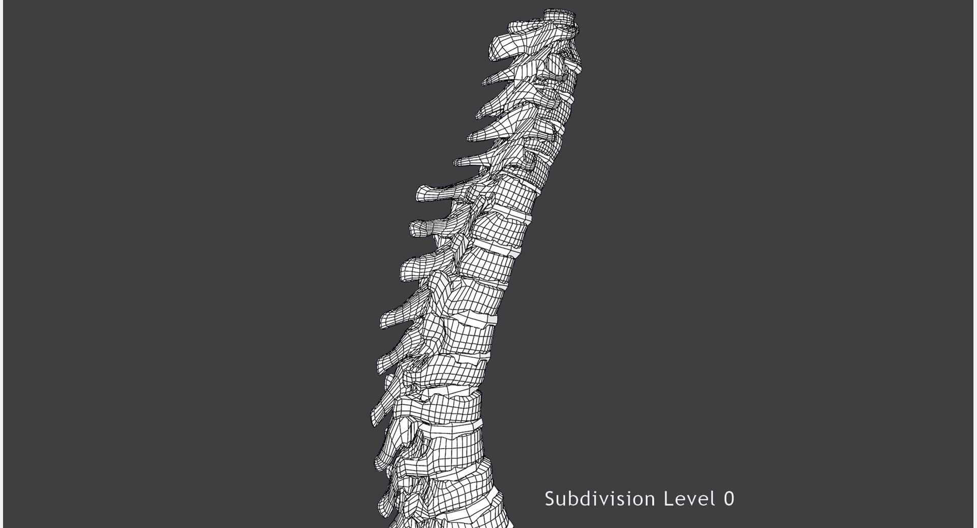 Male Muscle Anatomy - 3D Model by dcbittorf